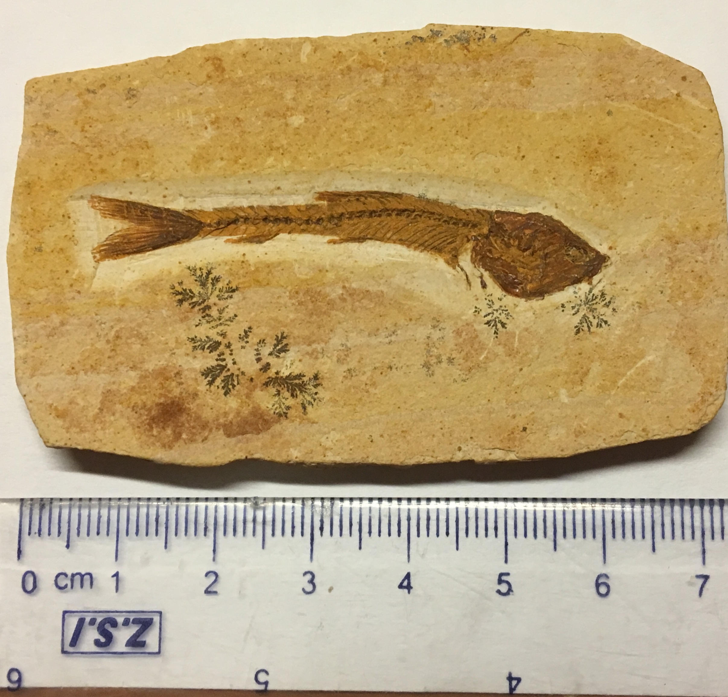 Bony Fish ID - Fossil ID - The Fossil Forum