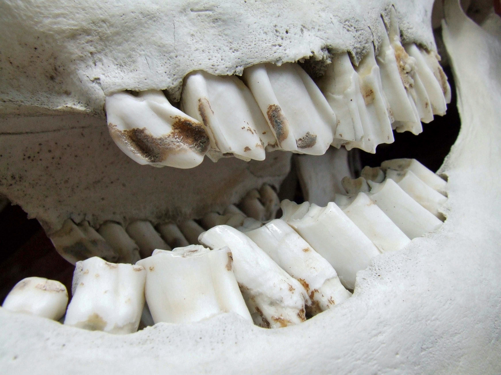 Bison tooth? - Fossil ID - The Fossil Forum