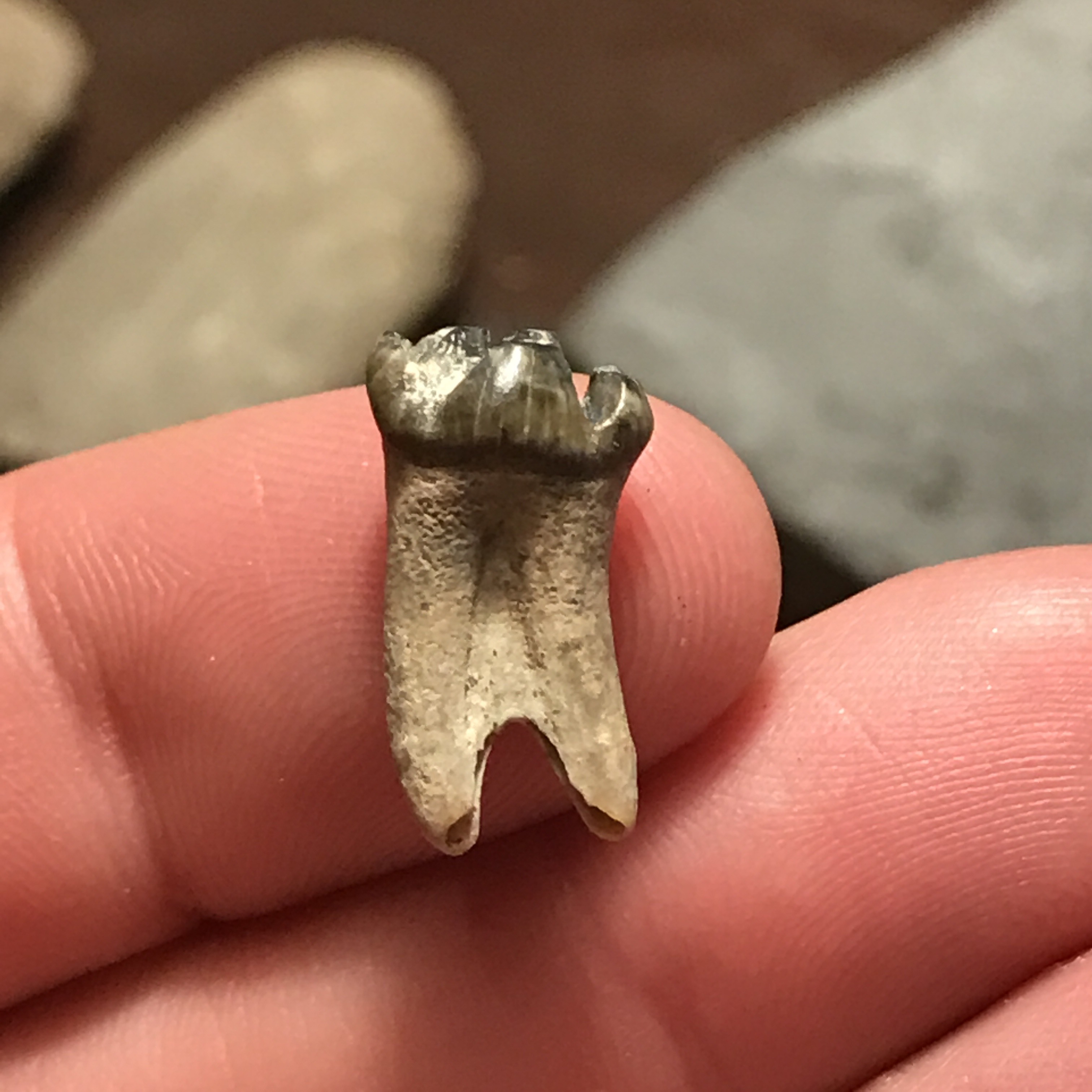 Small mammal tooth - Gainesville creek - Fossil ID - The Fossil Forum