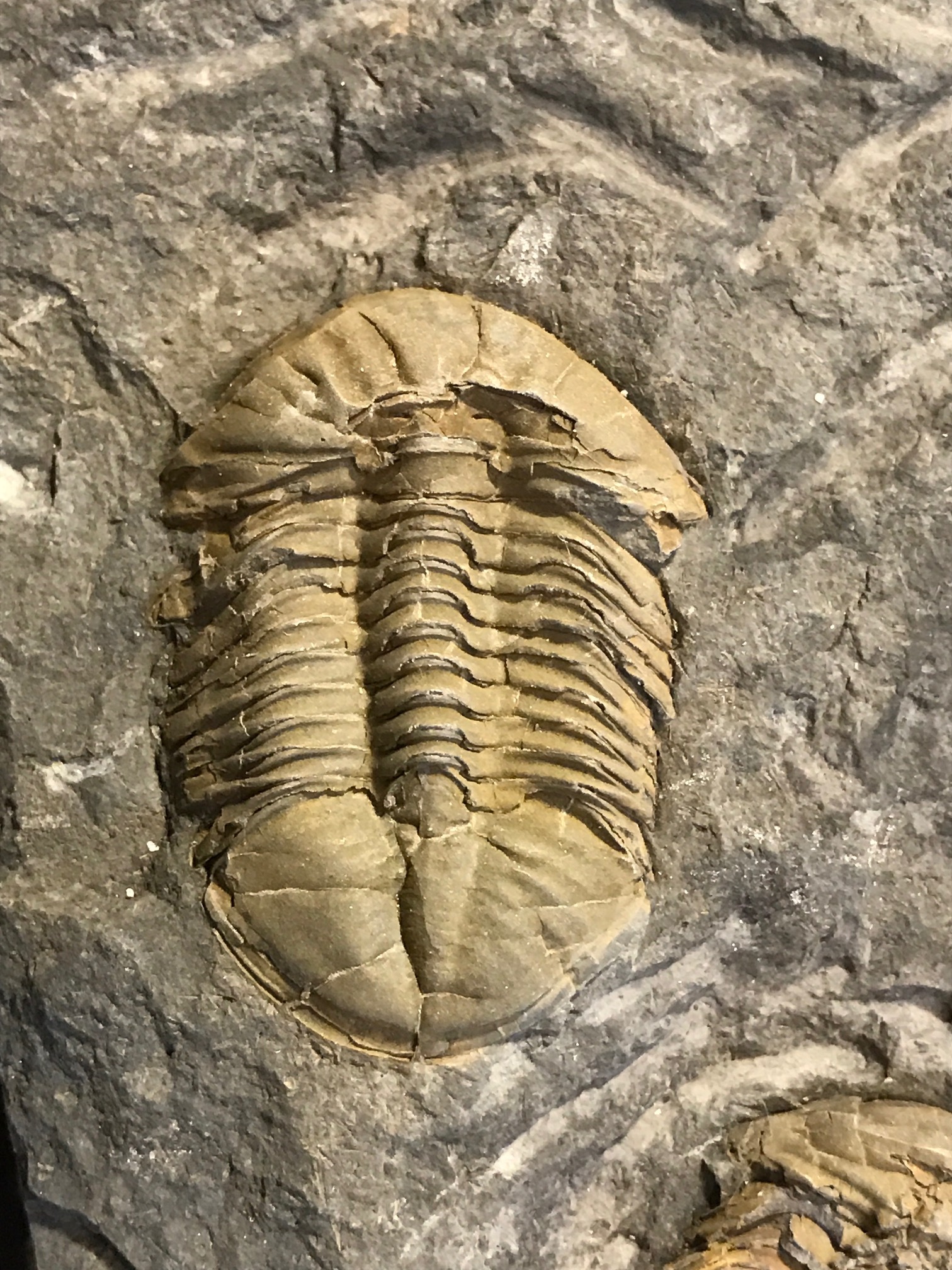 Trilobite unknown - Fossil ID - The Fossil Forum
