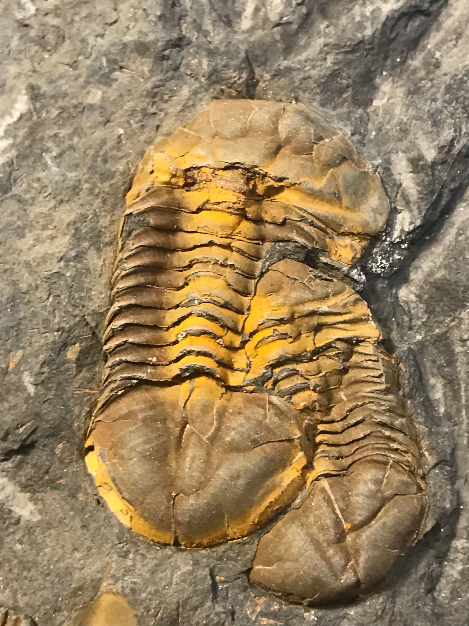 Trilobite unknown - Fossil ID - The Fossil Forum