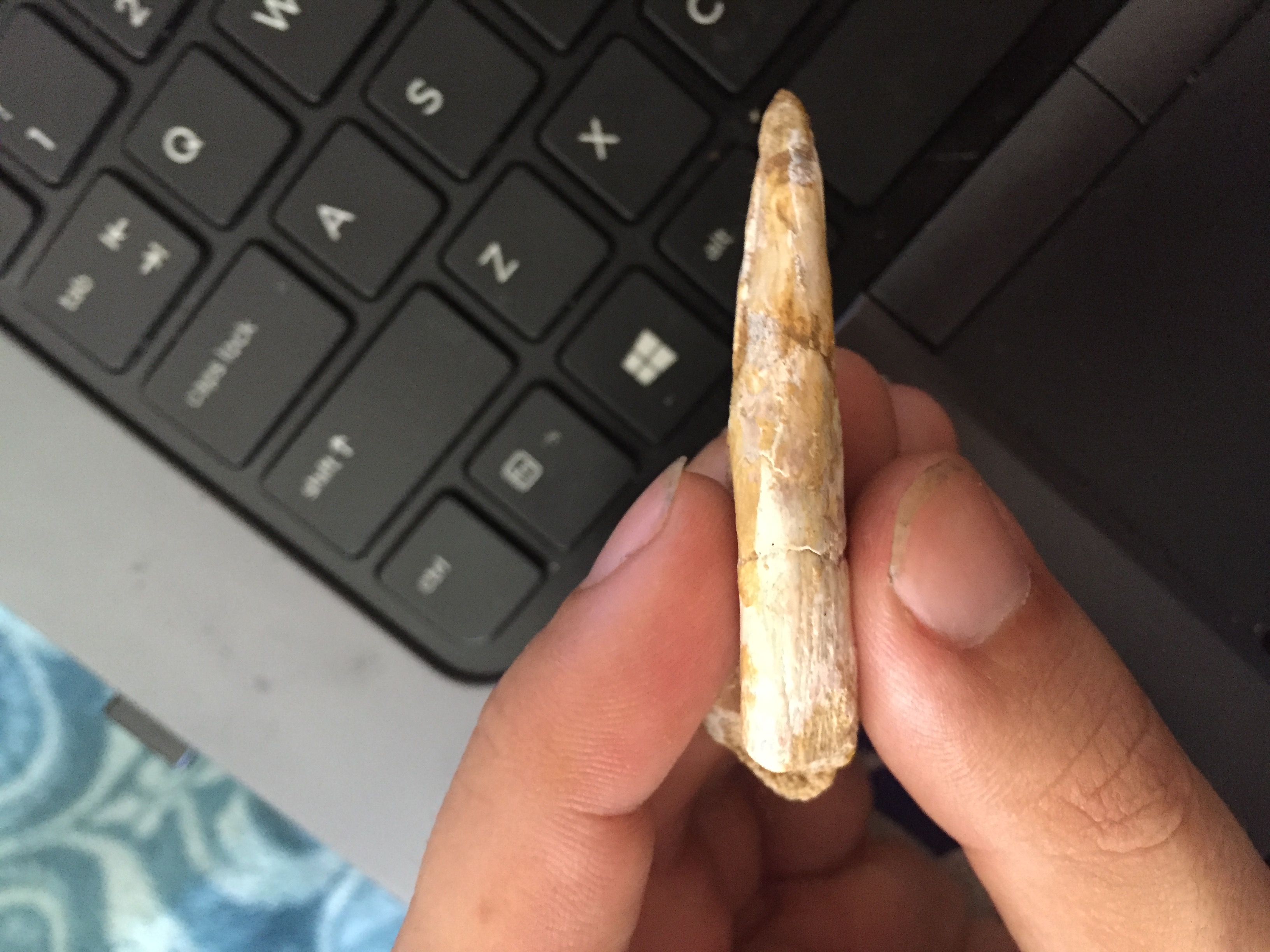 Moroccan Claw - Fossil ID - The Fossil Forum