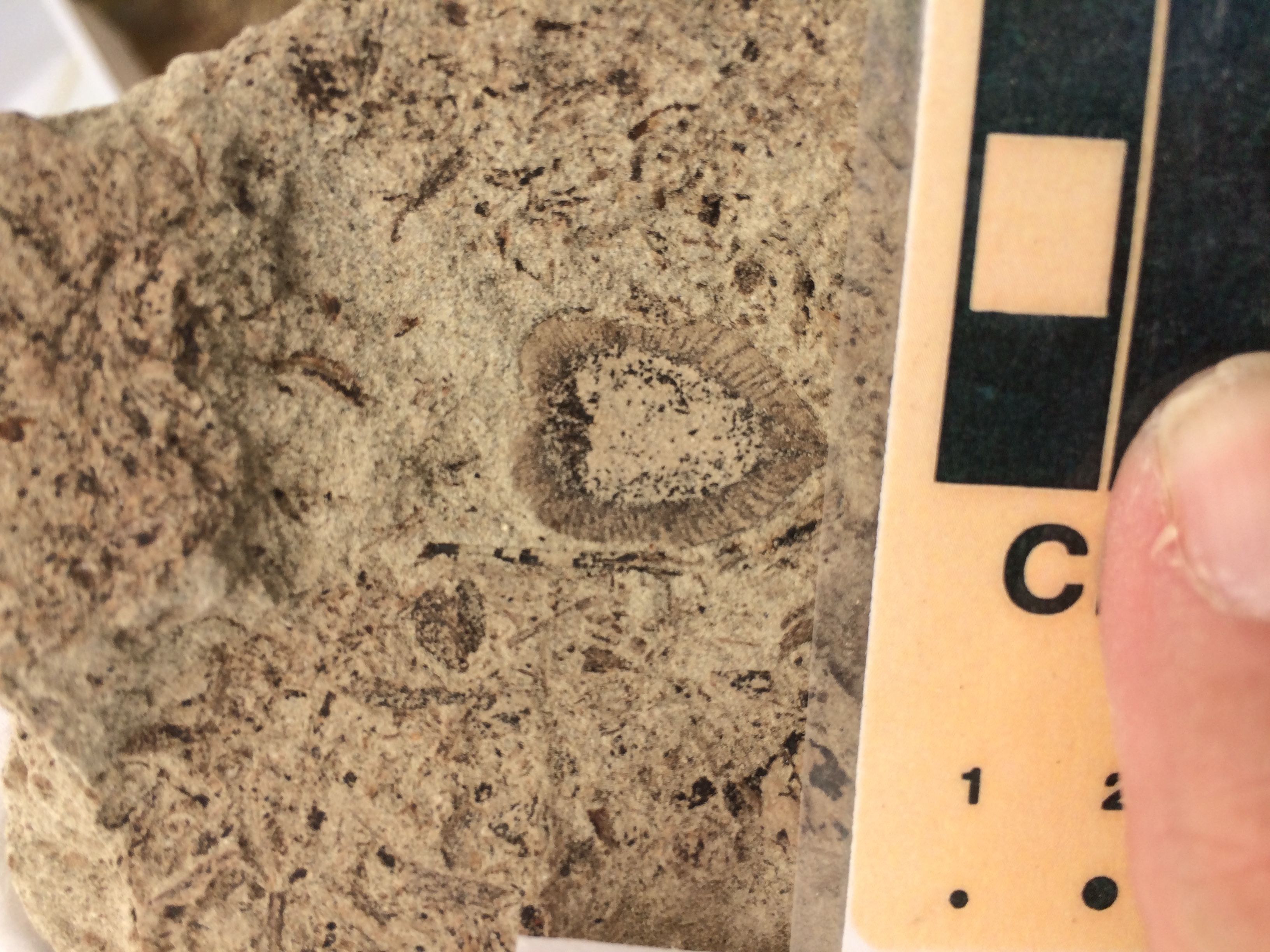 Cretaceous ,seed - Hell Creek - Fossil ID - The Fossil Forum