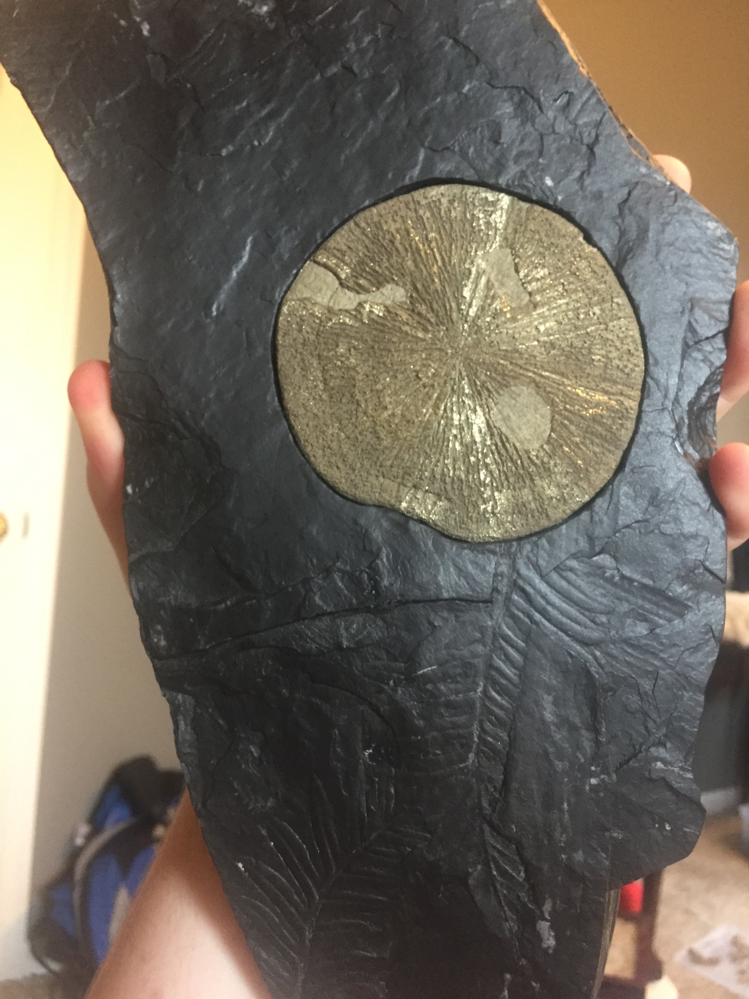 Sun Pyrite? - Fossil ID - The Fossil Forum