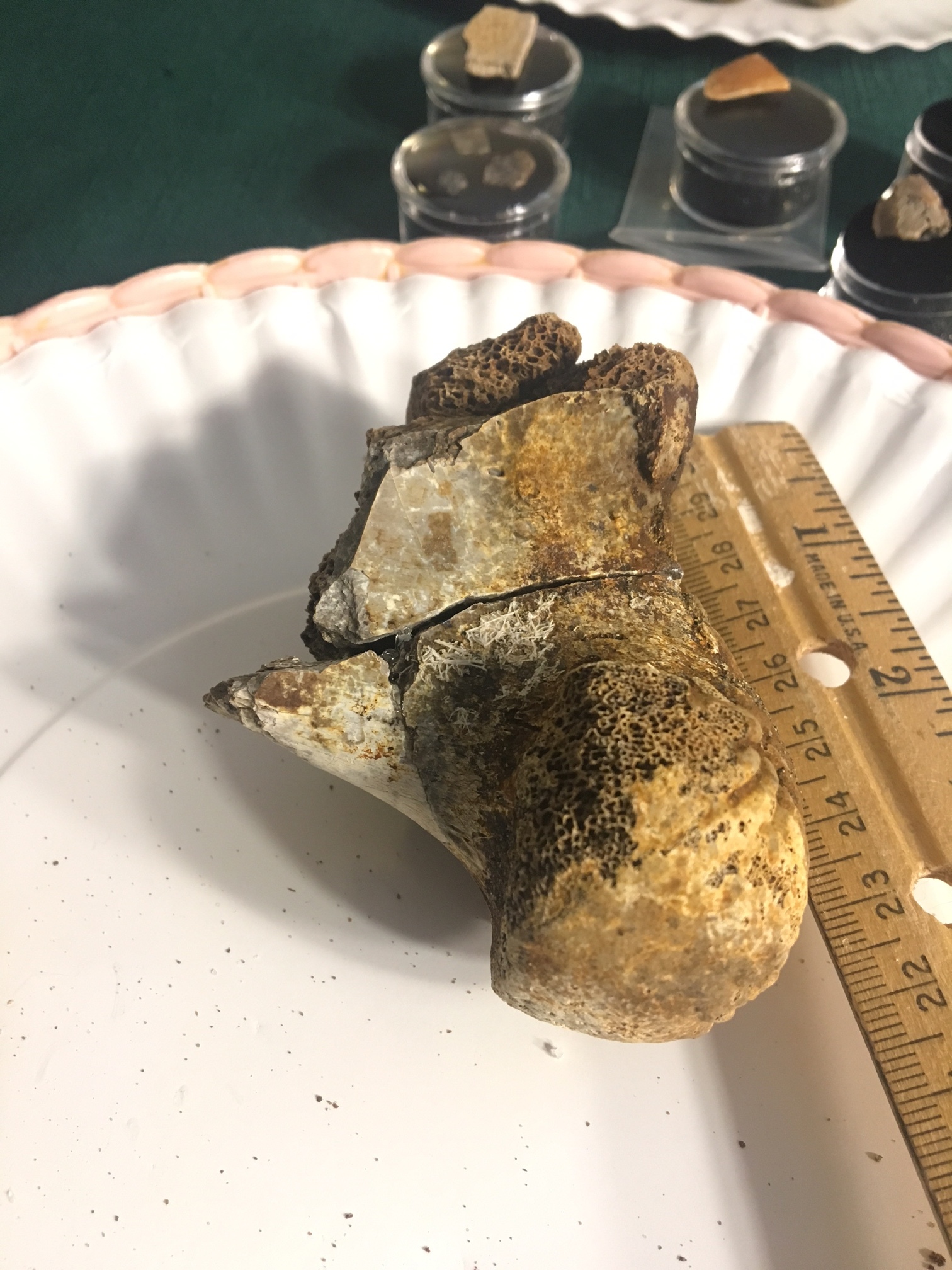 Hell Creek - Femur head?? - Fossil ID - The Fossil Forum