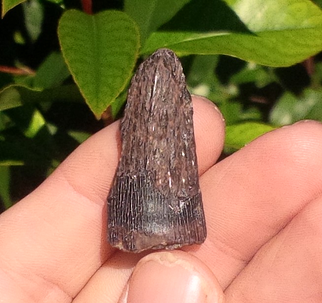 dinosaur tooth? - Fossil ID - The Fossil Forum