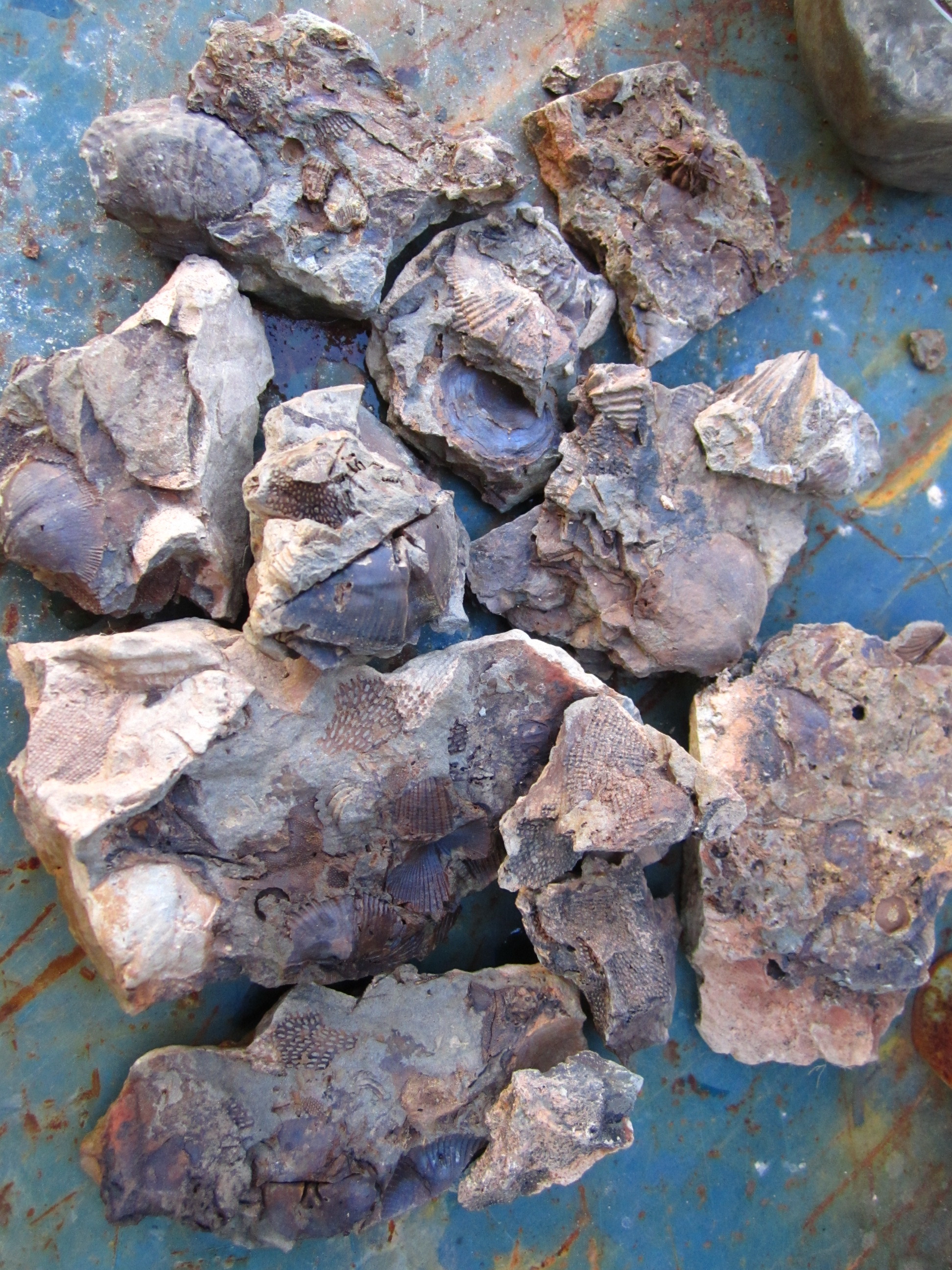 thamnoptychia-trachypora ... best I can tell ? - Fossil ID - The Fossil ...