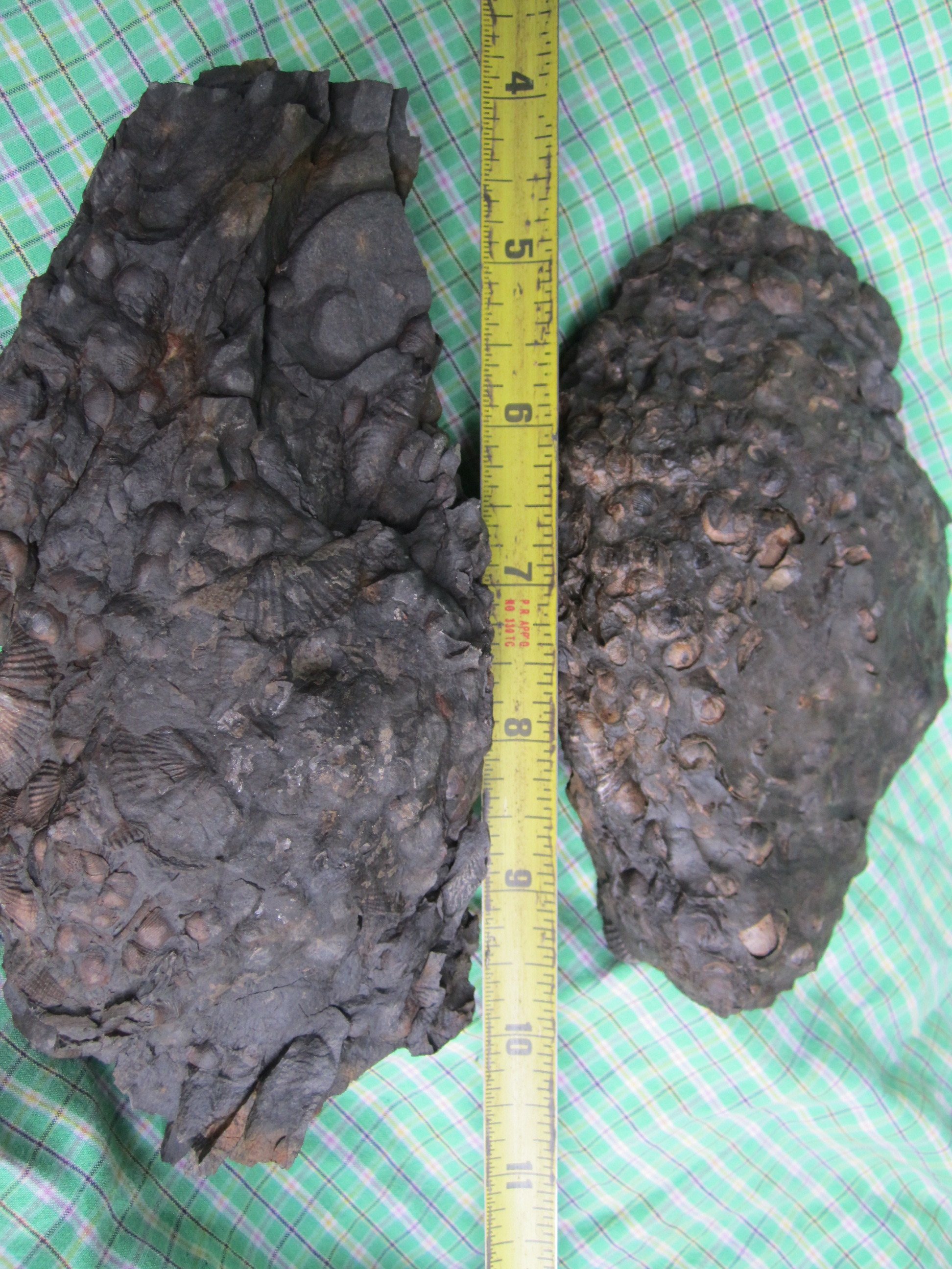 Concretion nucleus - Questions & Answers - The Fossil Forum