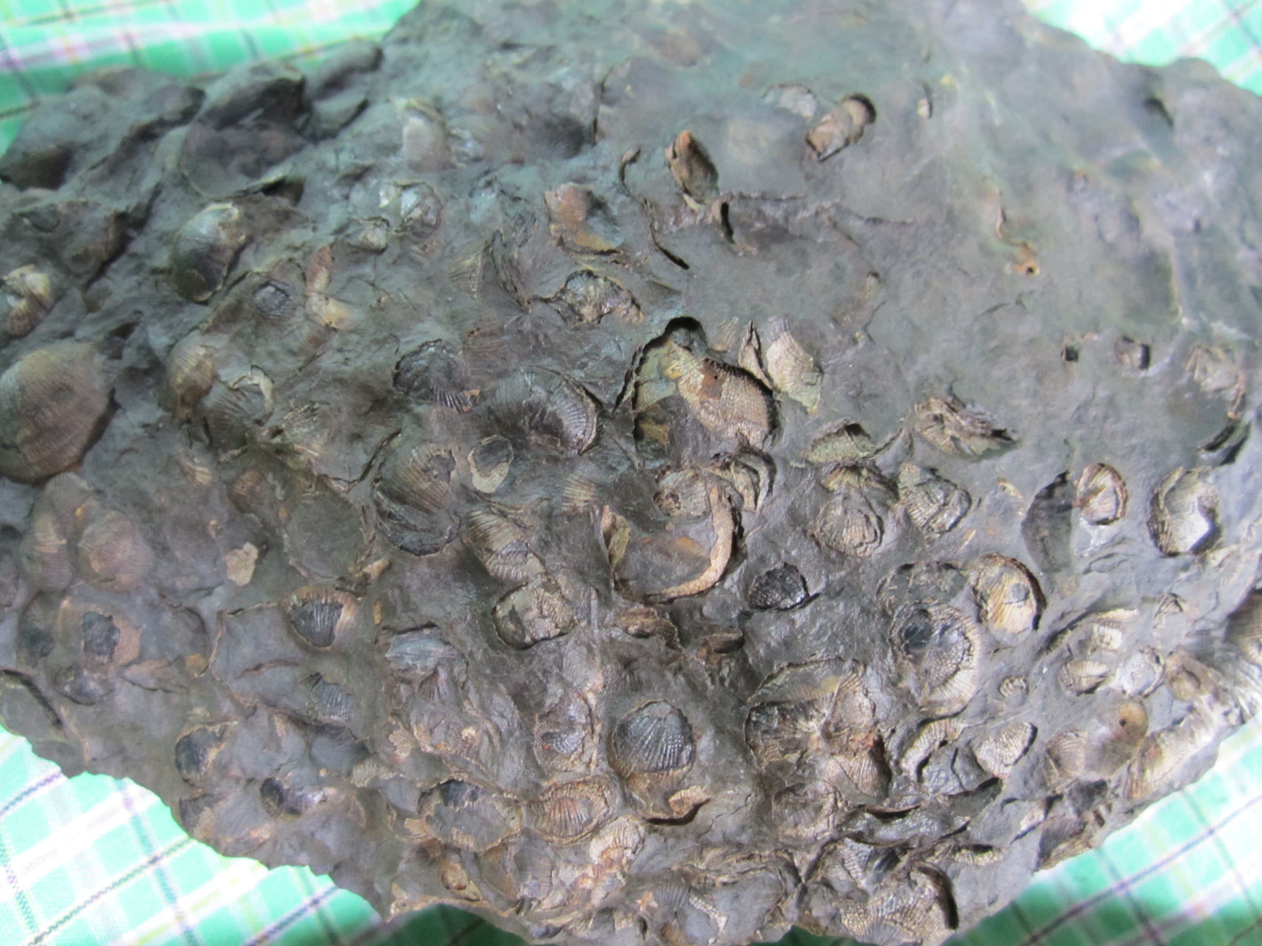 Concretion nucleus - Questions & Answers - The Fossil Forum