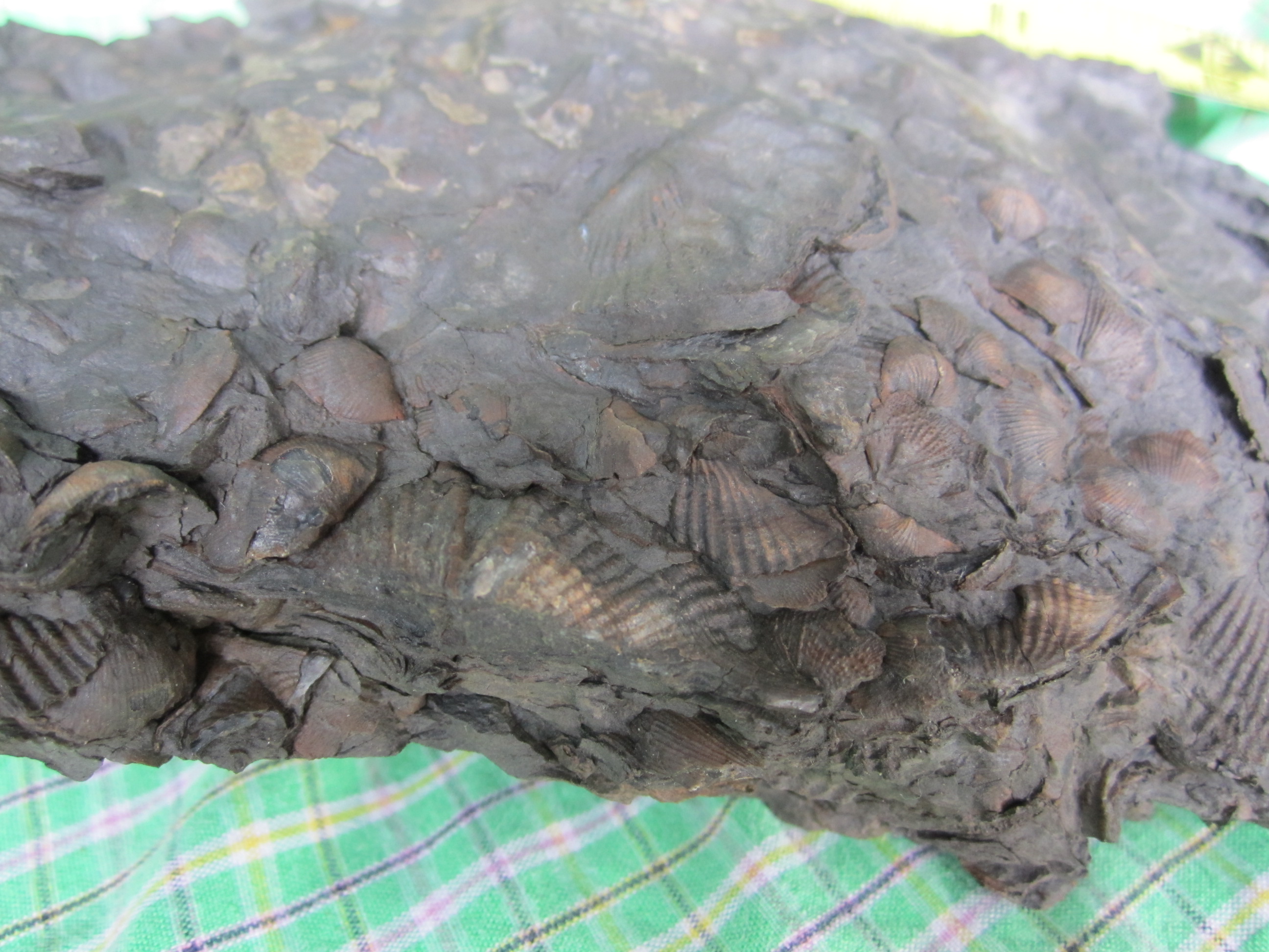 Concretion nucleus - Questions & Answers - The Fossil Forum