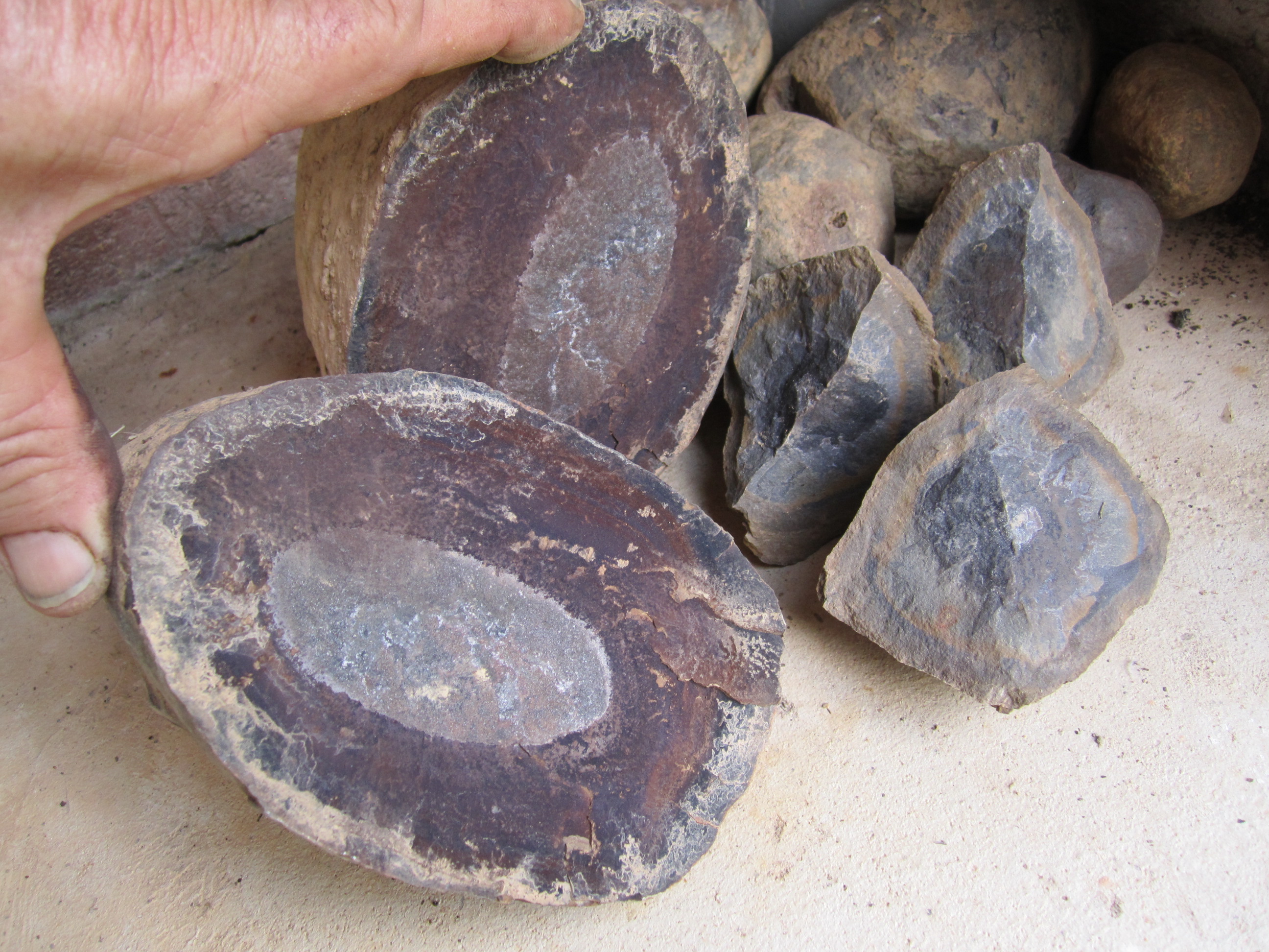 Concretion nucleus - Questions & Answers - The Fossil Forum