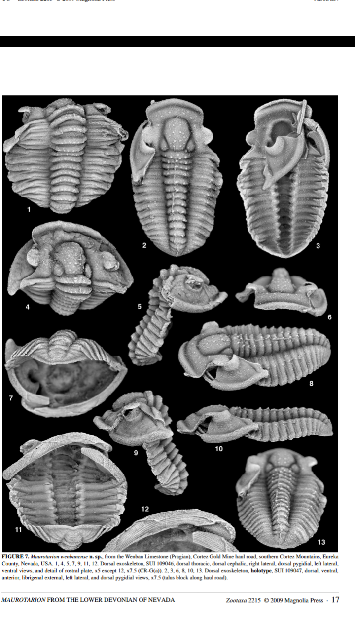 Mystery Devonian Trilobite from Nevada - Fossil ID - The Fossil Forum
