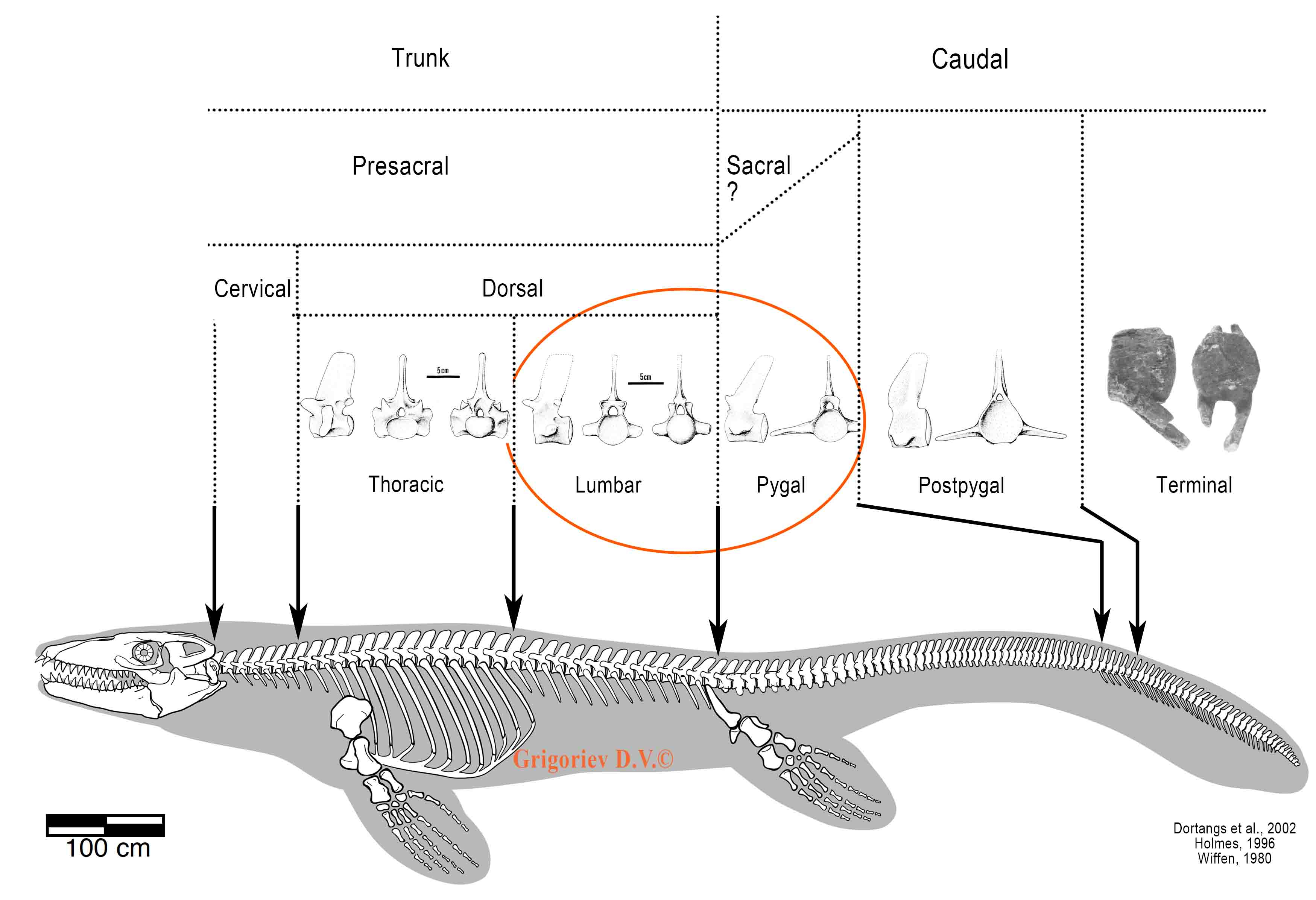 Mosasaur vertebrae shape - General Fossil Discussion - The Fossil Forum