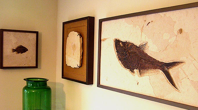 How to hang fossil fish? - Questions & Answers - The Fossil Forum