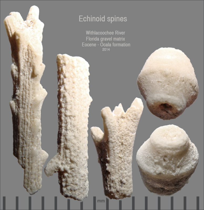 Fossilzed echinoderm spine? - Fossil ID - The Fossil Forum