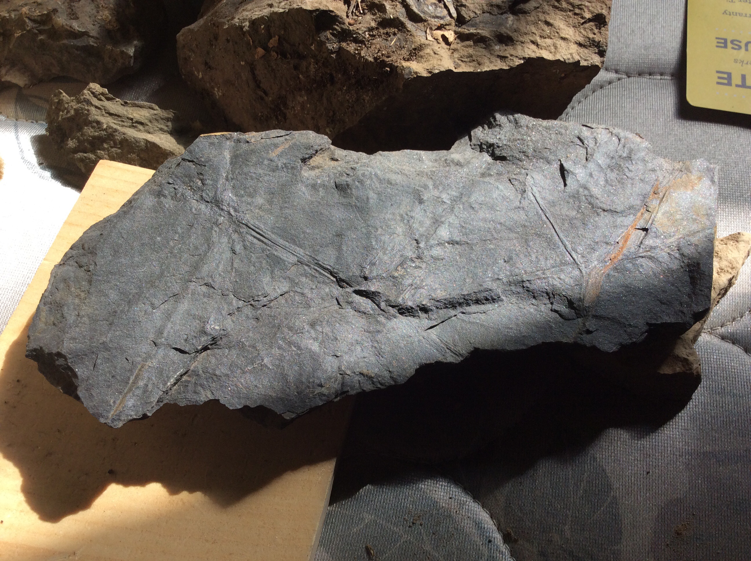 Fossils to be identified - Fossil ID - The Fossil Forum