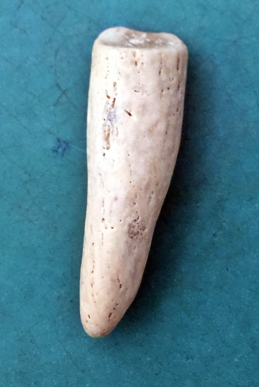 Fossil tooth? - Fossil ID - The Fossil Forum