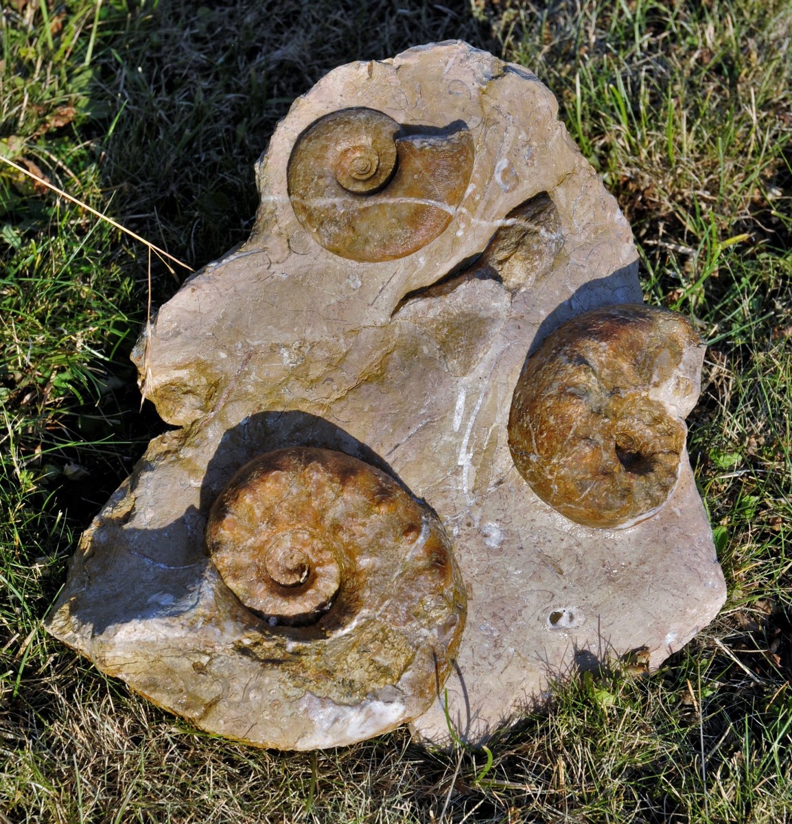 TriassicKarnianNautiloids.jpg - Member Collections - The Fossil Forum