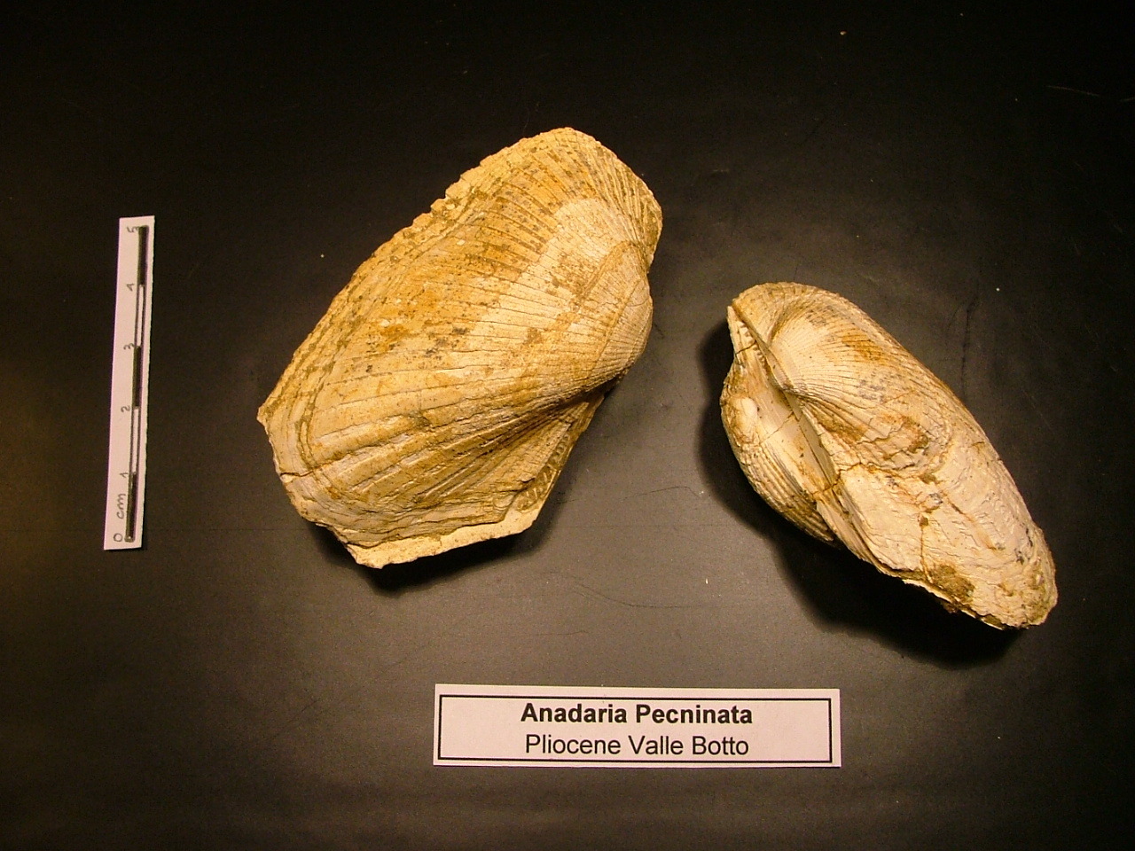 The marine fossils malacofauna (Pliocene) - The Fossil Forum