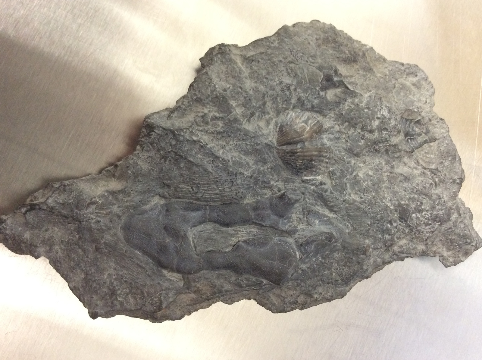 Middle Devonian Bryozoan - Member Collections - The Fossil Forum