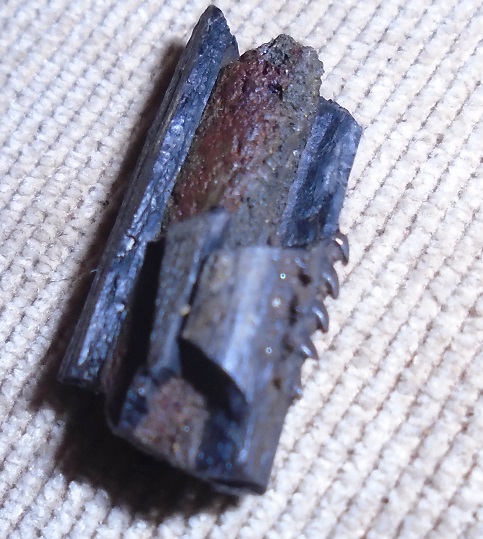 New Jersey Cretaceous Fish help (spine?) - Fossil ID - The Fossil Forum