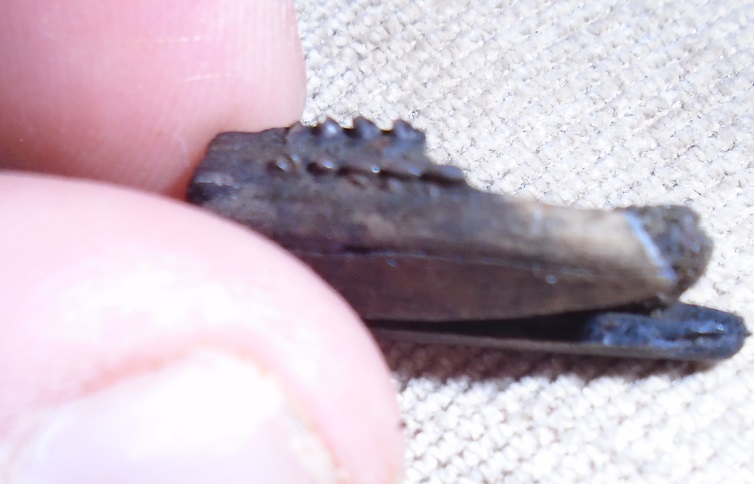 New Jersey Cretaceous Fish help (spine?) - Fossil ID - The Fossil Forum