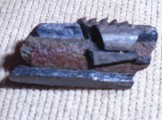 New Jersey Cretaceous Fish help (spine?) - Fossil ID - The Fossil Forum