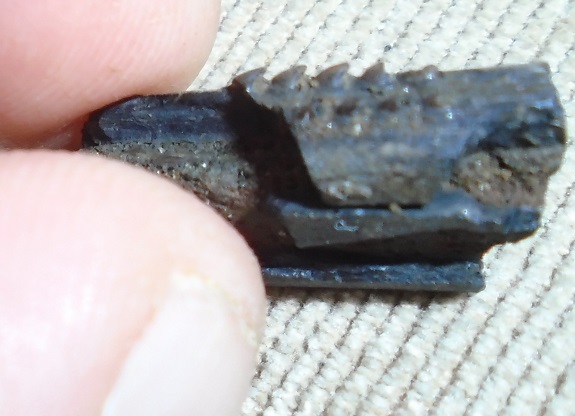 New Jersey Cretaceous Fish help (spine?) - Fossil ID - The Fossil Forum