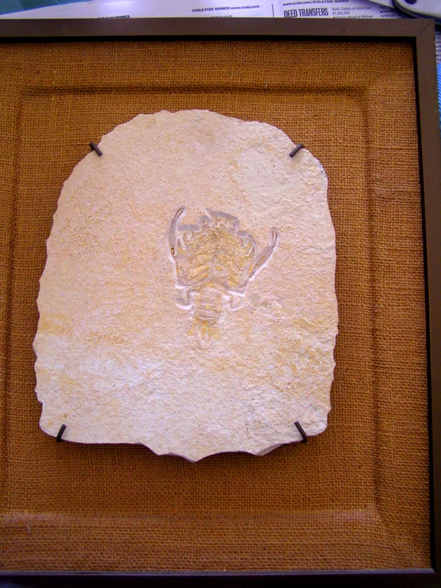 How to hang fossil fish? - Questions & Answers - The Fossil Forum