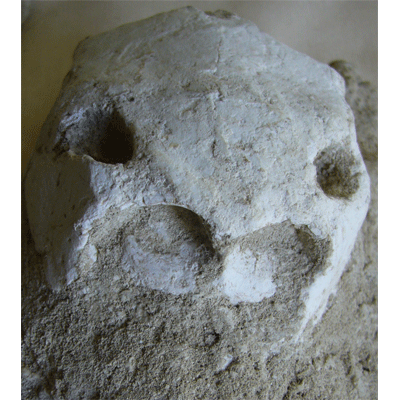 Cretaceous Cenomanian Turtle from Morocco (?) - Fossil ID - The Fossil ...