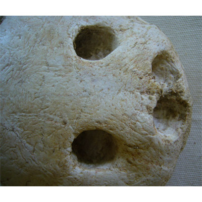 Cretaceous Cenomanian Turtle from Morocco (?) - Fossil ID - The Fossil ...