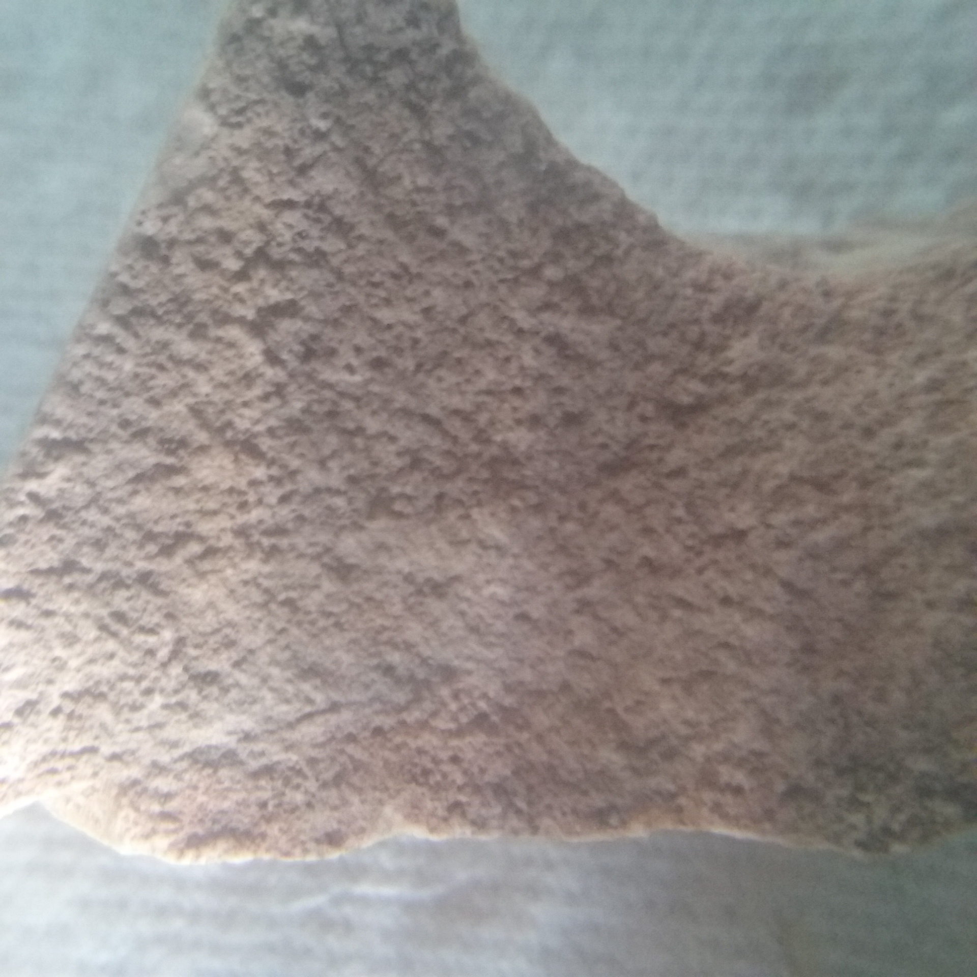 Fossil bone? - Fossil ID - The Fossil Forum