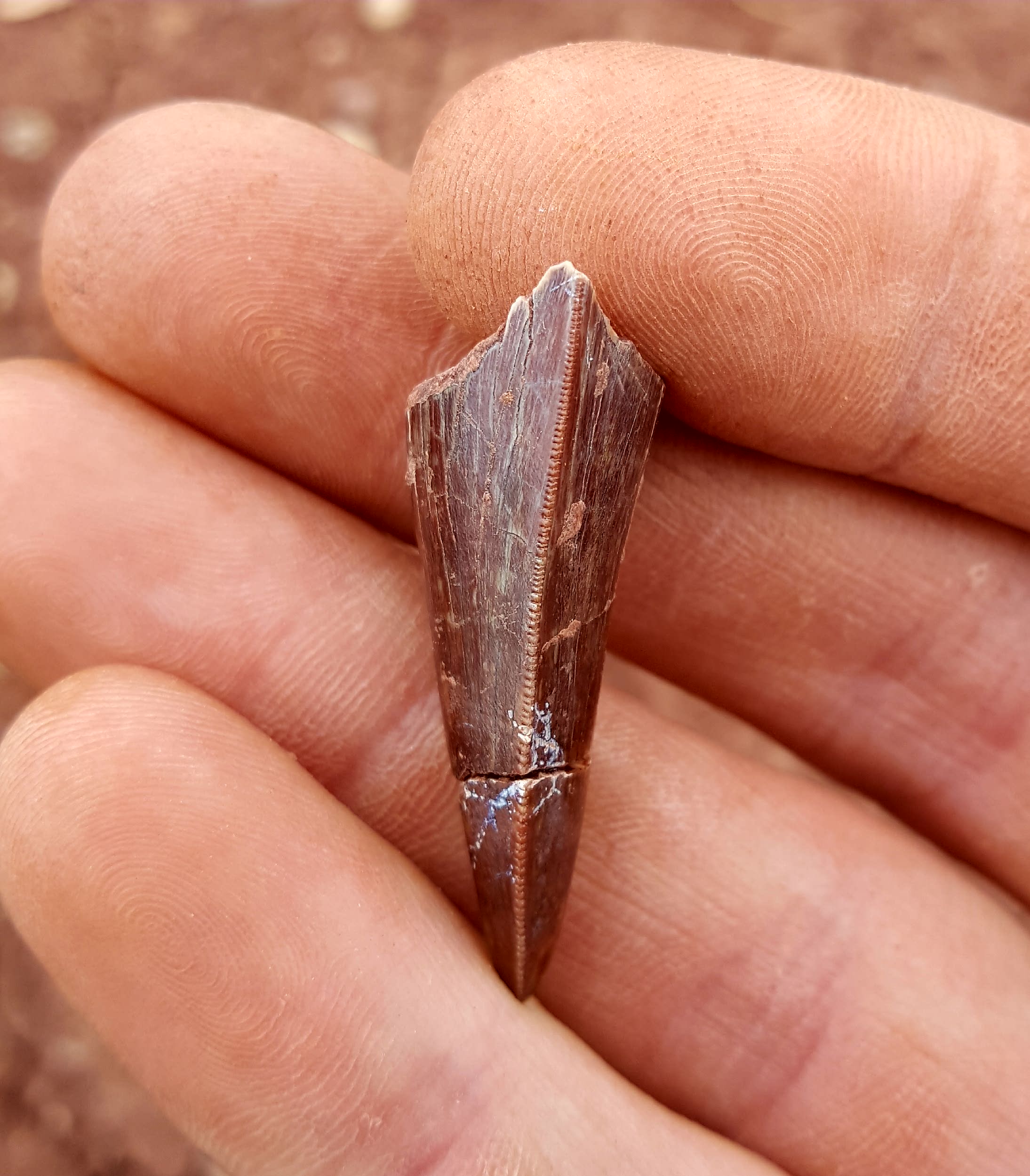 Dimetrodon tooth - Fossil Hunting Trips - The Fossil Forum