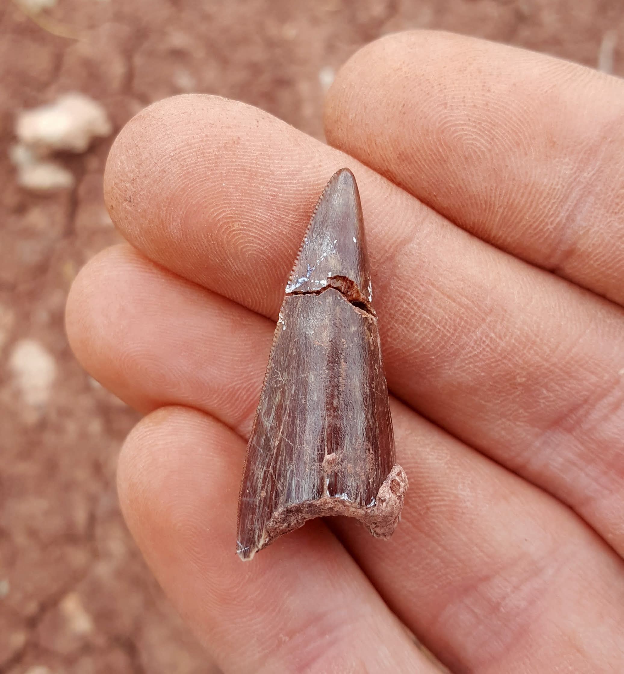 Dimetrodon tooth - Fossil Hunting Trips - The Fossil Forum