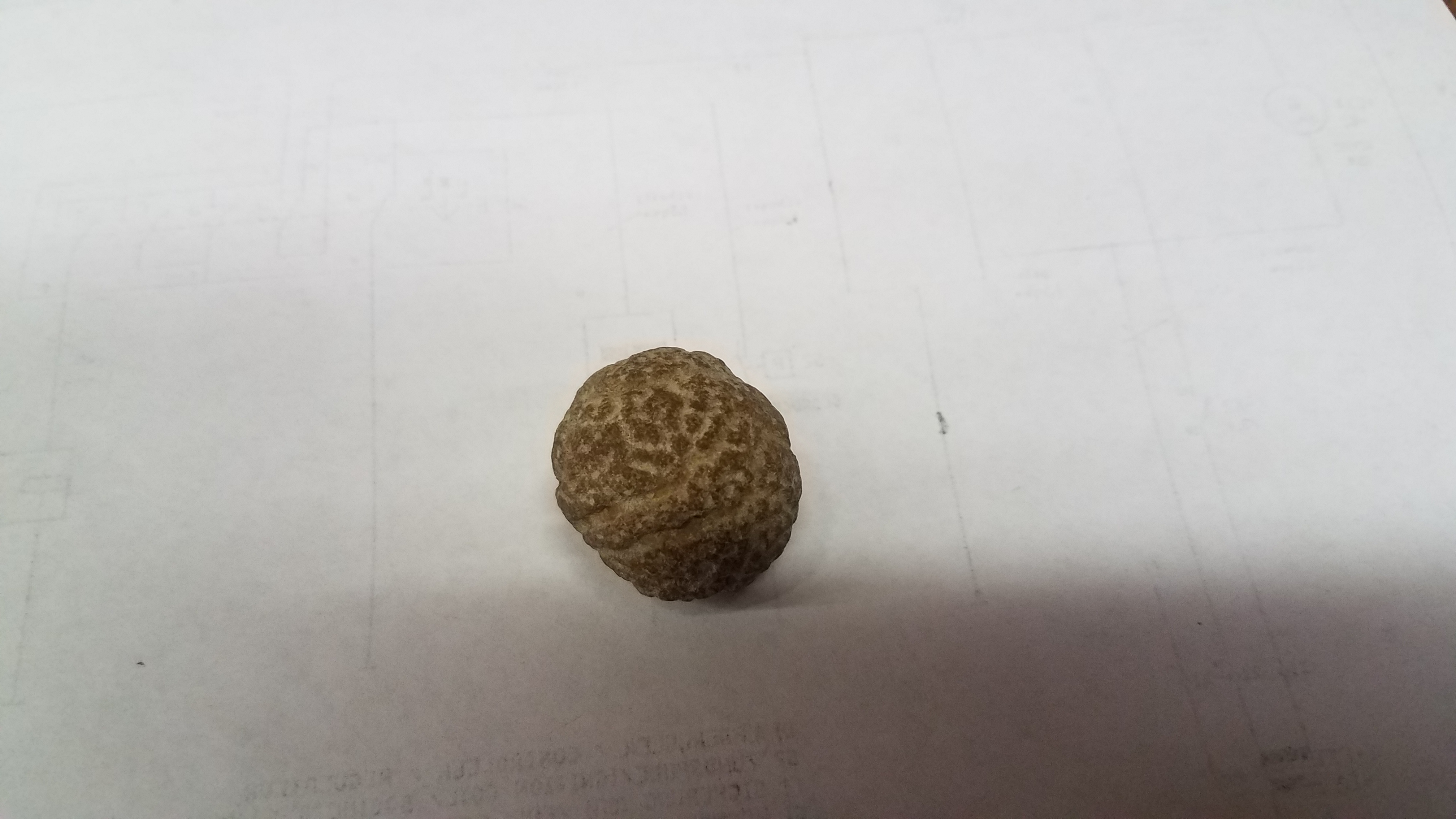 Fossilized nut? - Fossil ID - The Fossil Forum