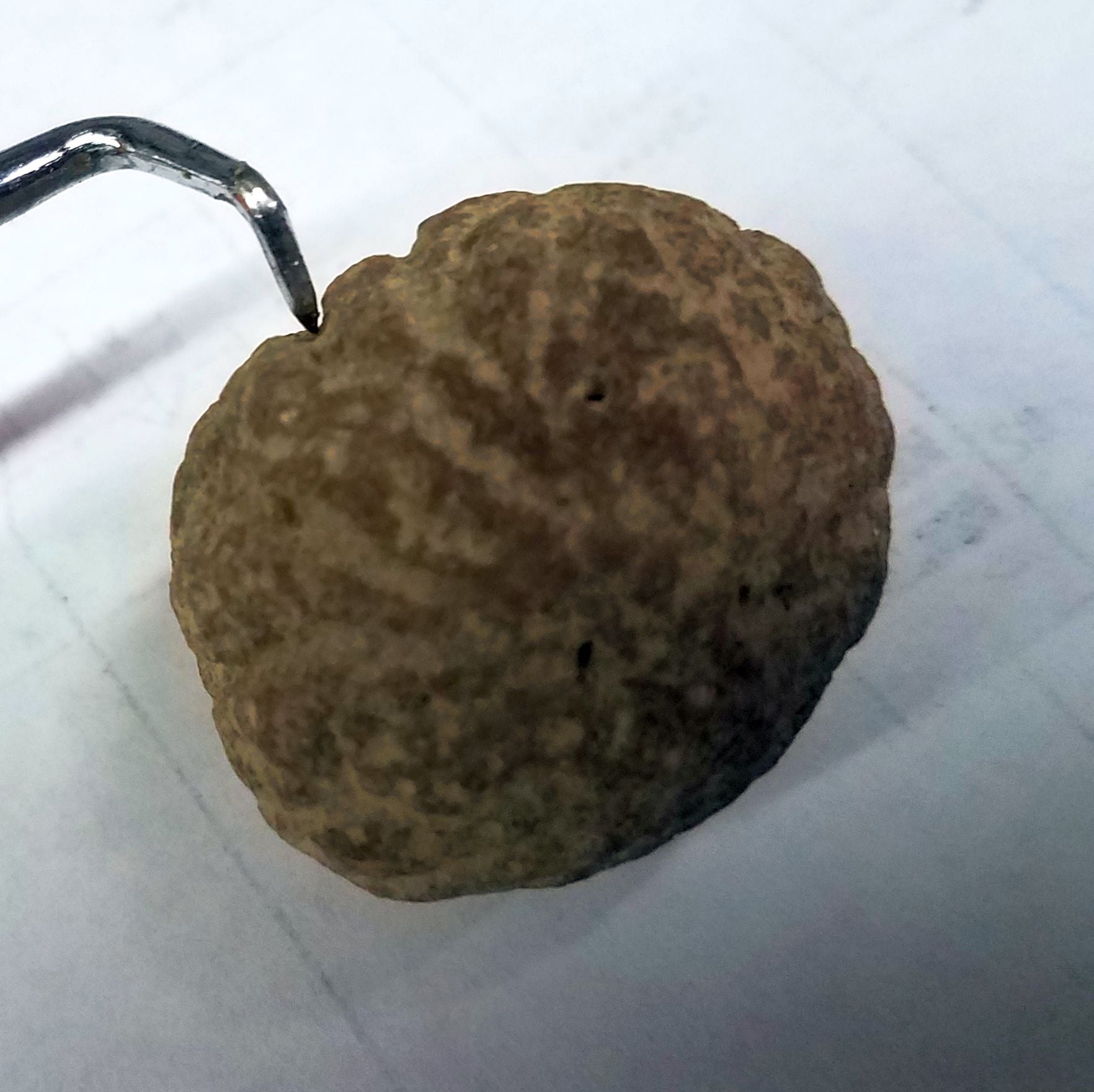 Fossilized nut? - Fossil ID - The Fossil Forum