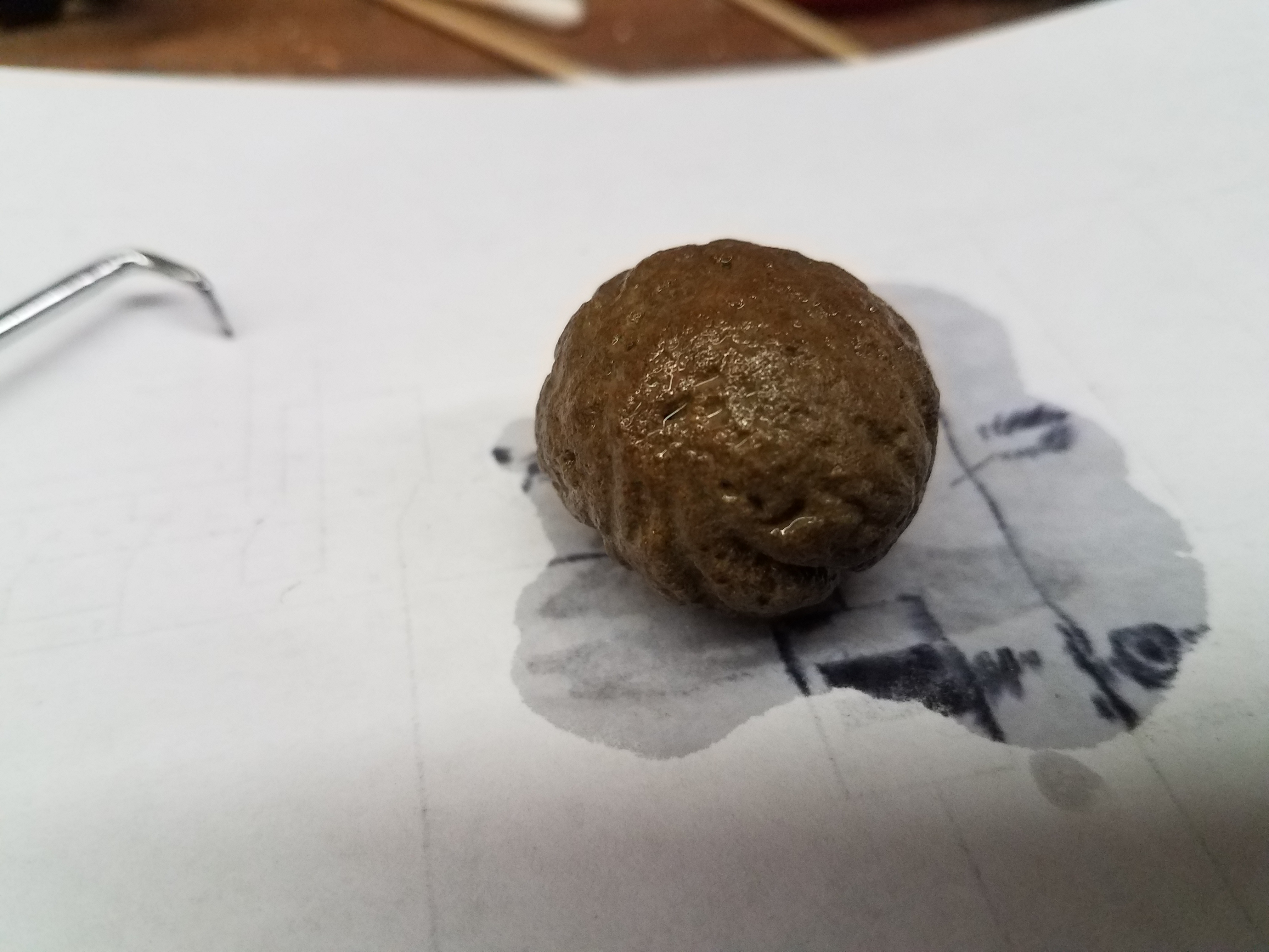Fossilized nut? - Fossil ID - The Fossil Forum