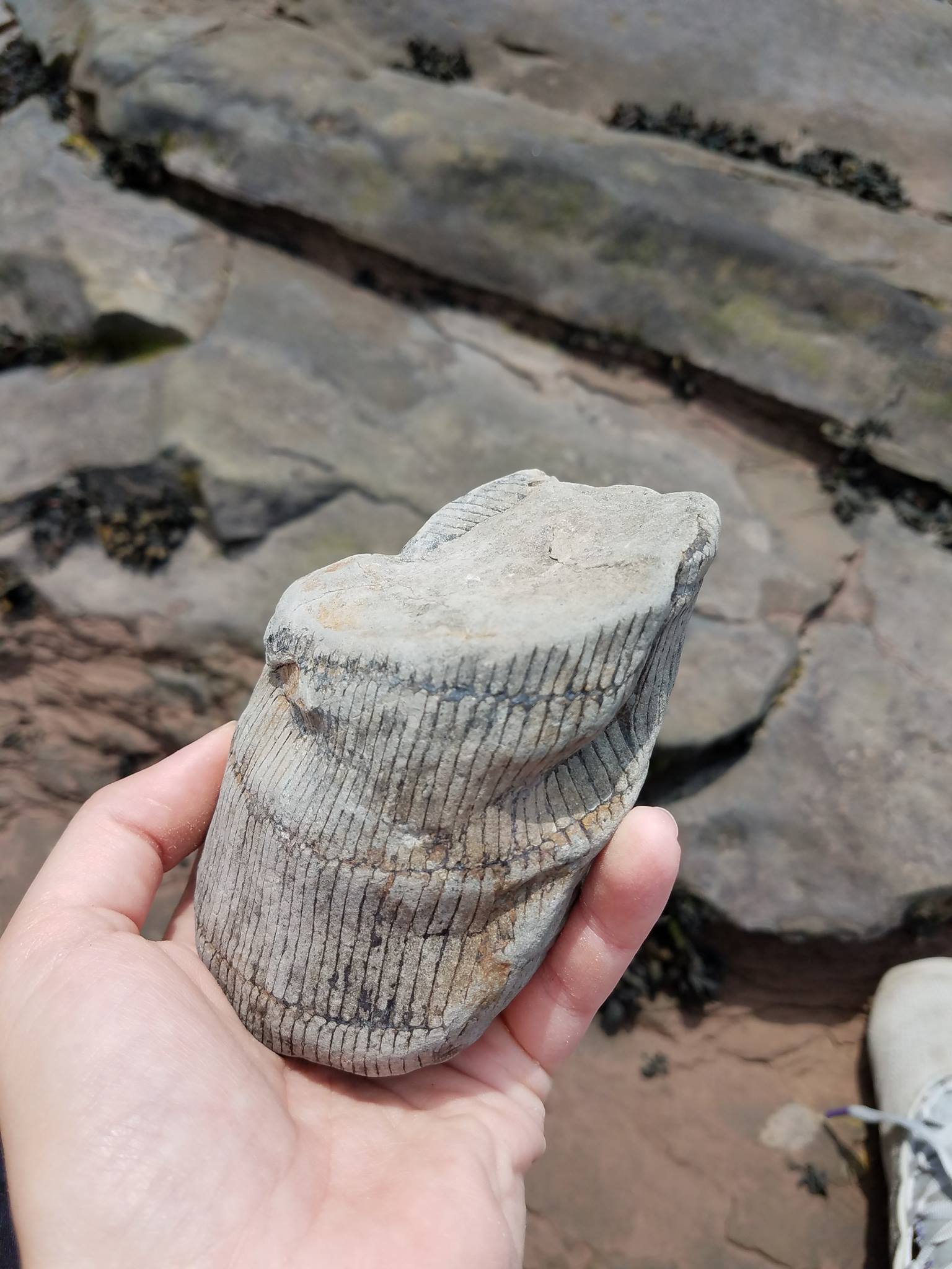 fossilized nut at Joggins cliff? - Fossil ID - The Fossil Forum