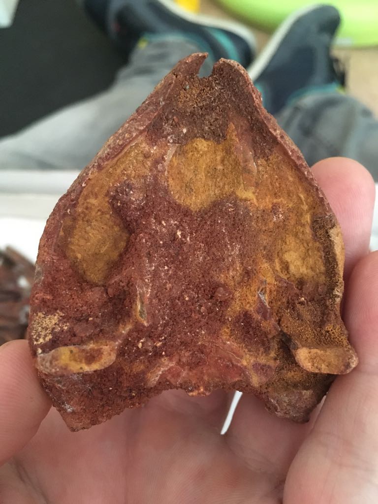 Cretaceous Cenomanian Turtle from Morocco (?) - Fossil ID - The Fossil ...