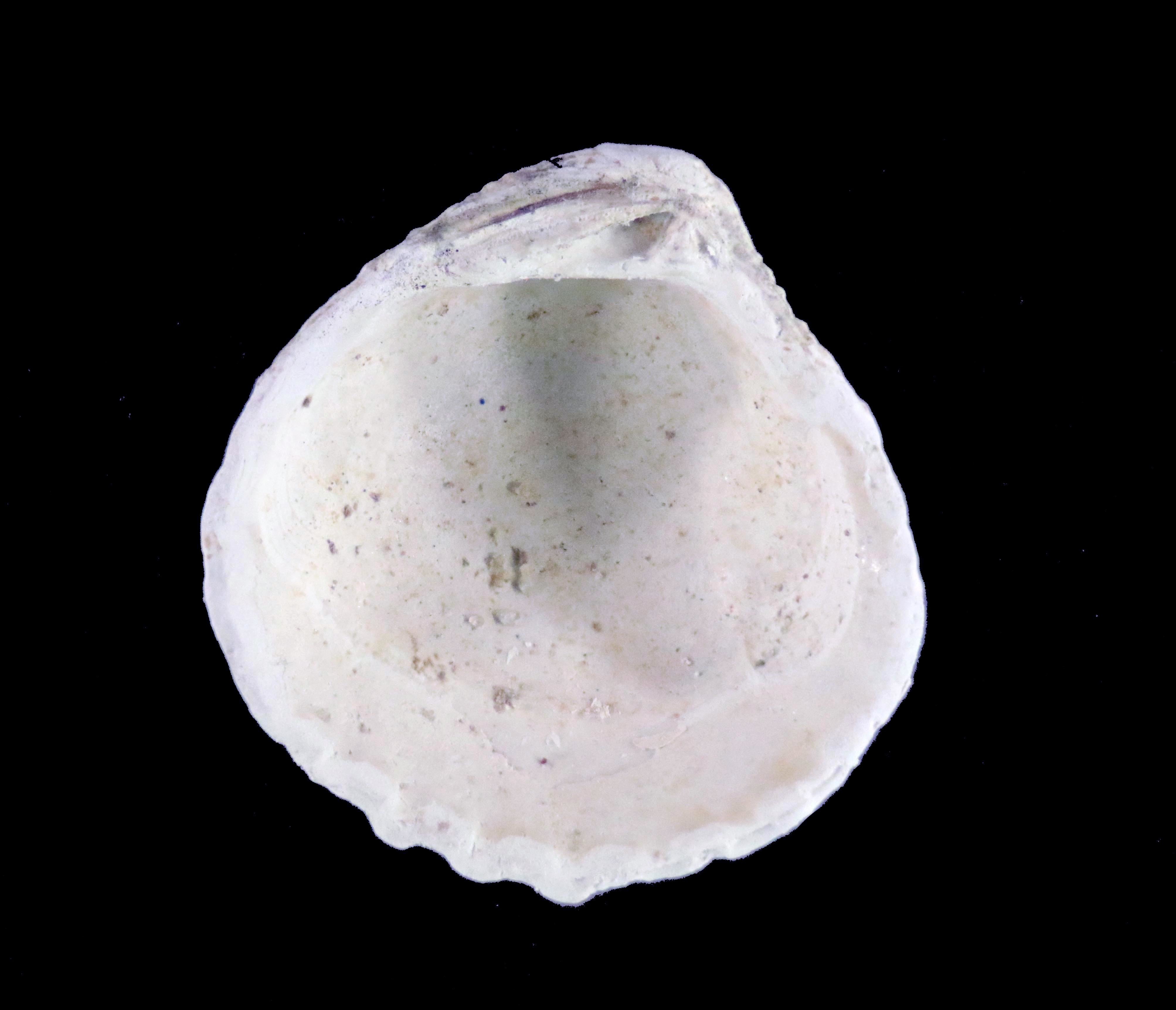 Cardita Clam - Bivalves - The Fossil Forum