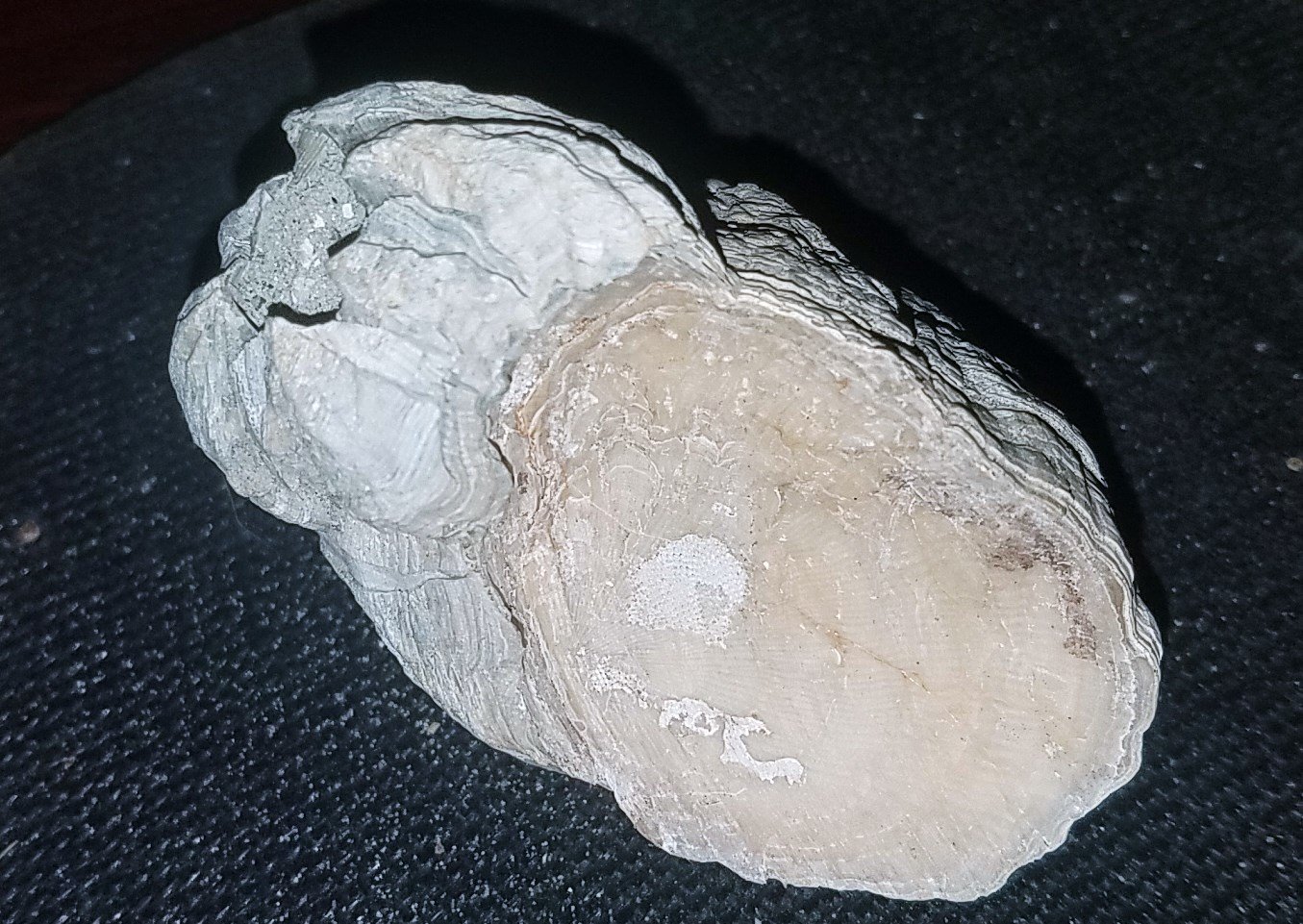 Concavus concavus - Crustaceans - The Fossil Forum