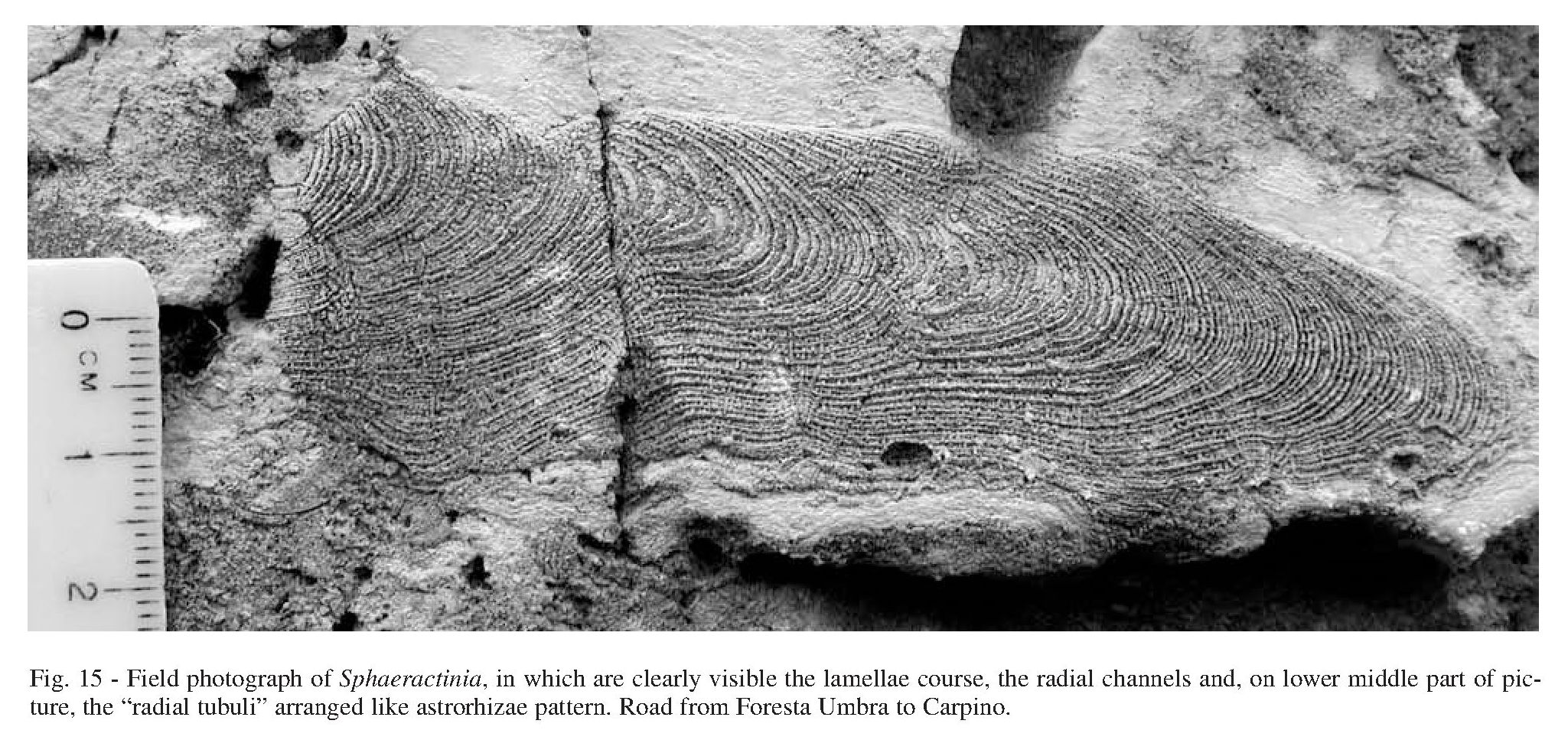 fossil? - Fossil ID - The Fossil Forum