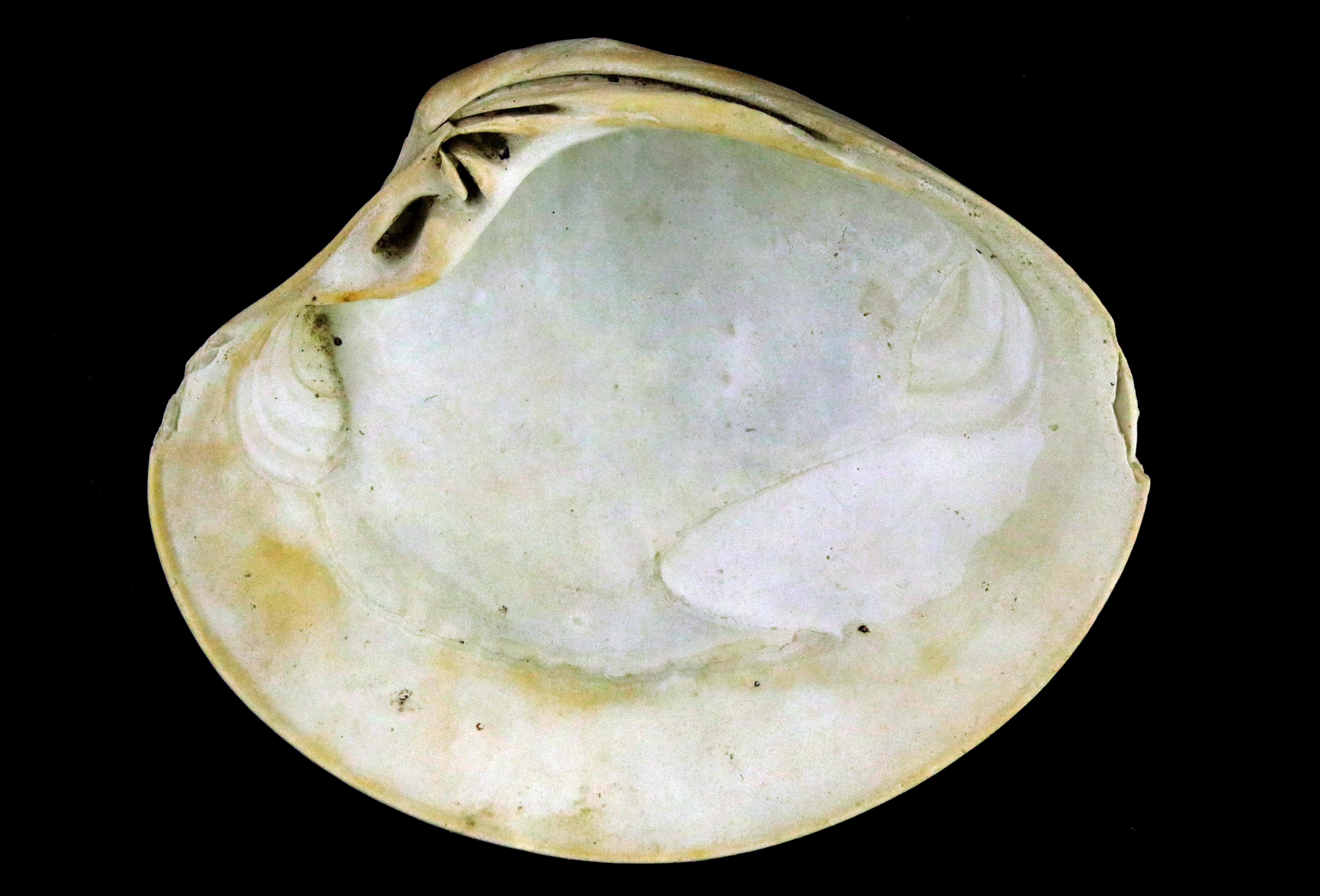Venus Clam - Bivalves - The Fossil Forum