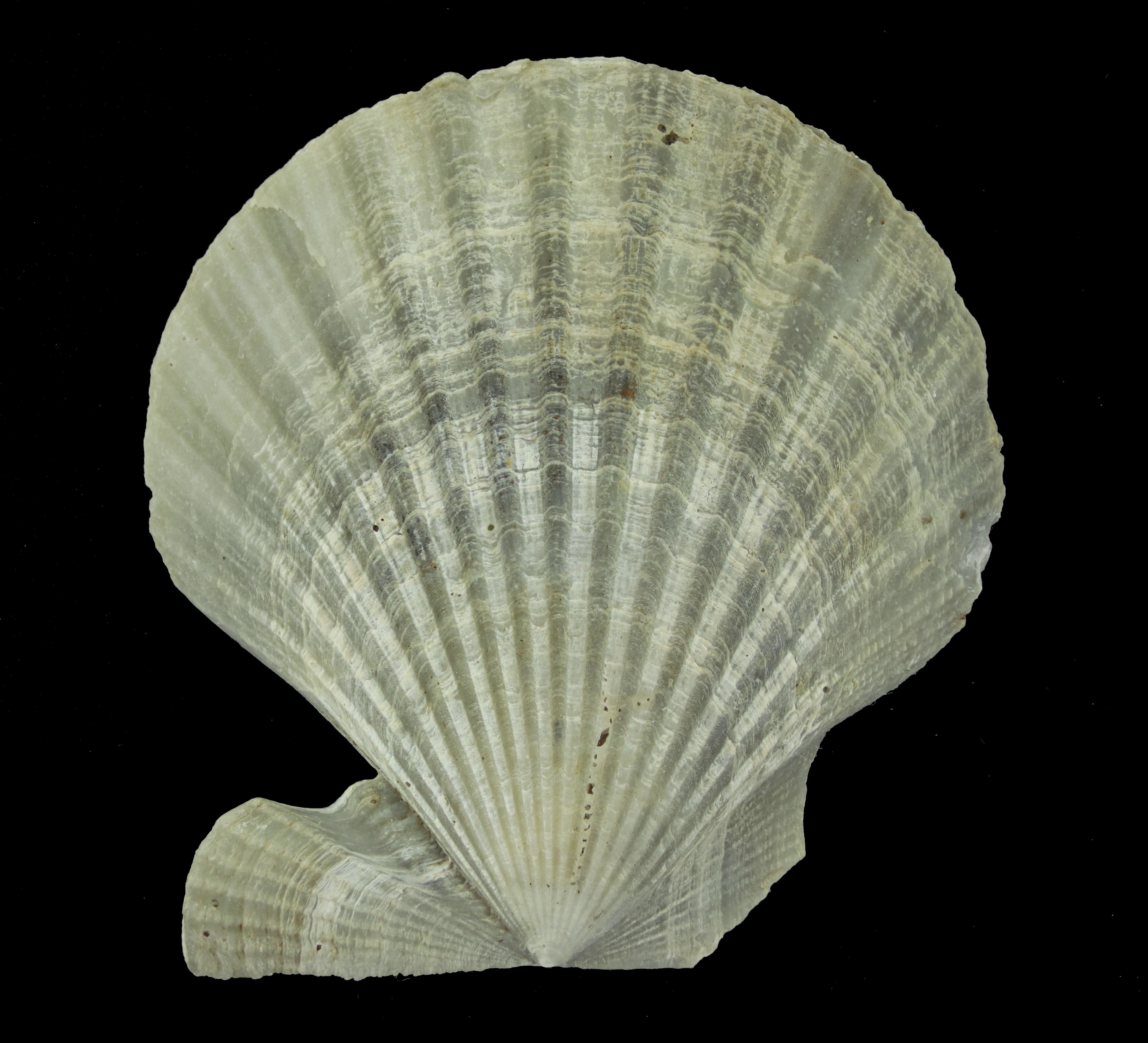 Scallop - Bivalves - The Fossil Forum