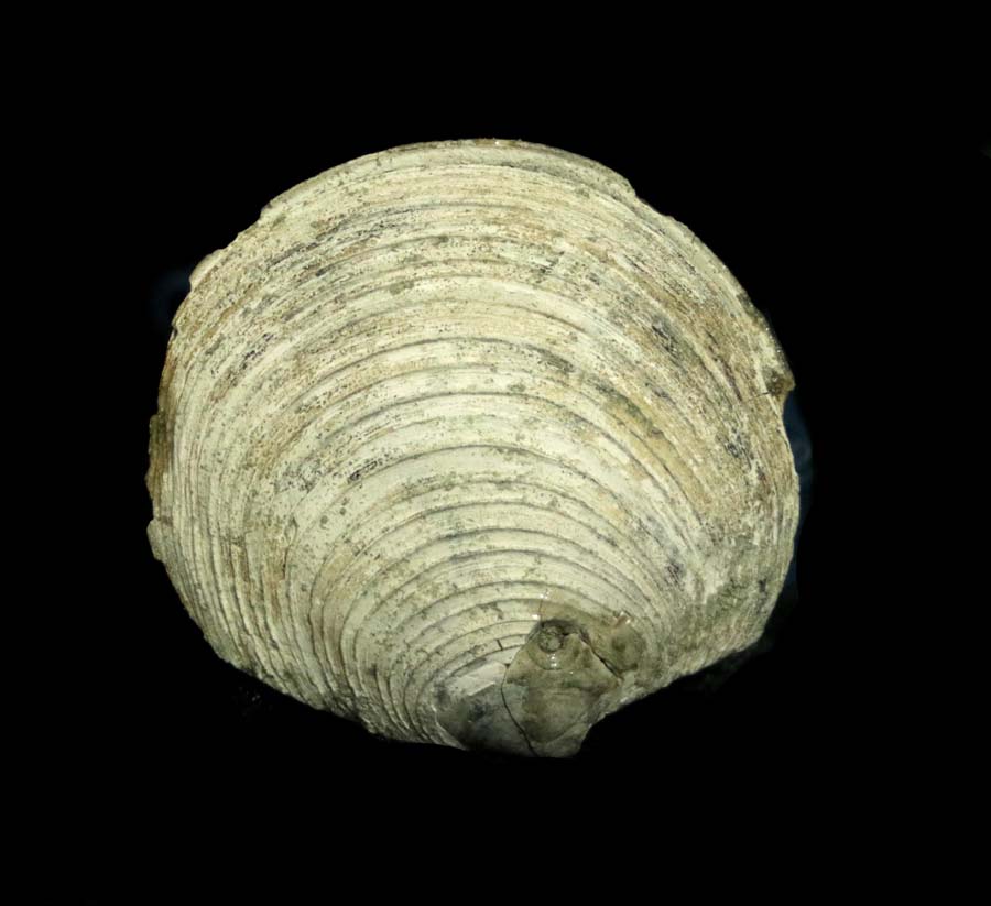 Paleobond Tips for Shells? - Fossil Preparation - The Fossil Forum