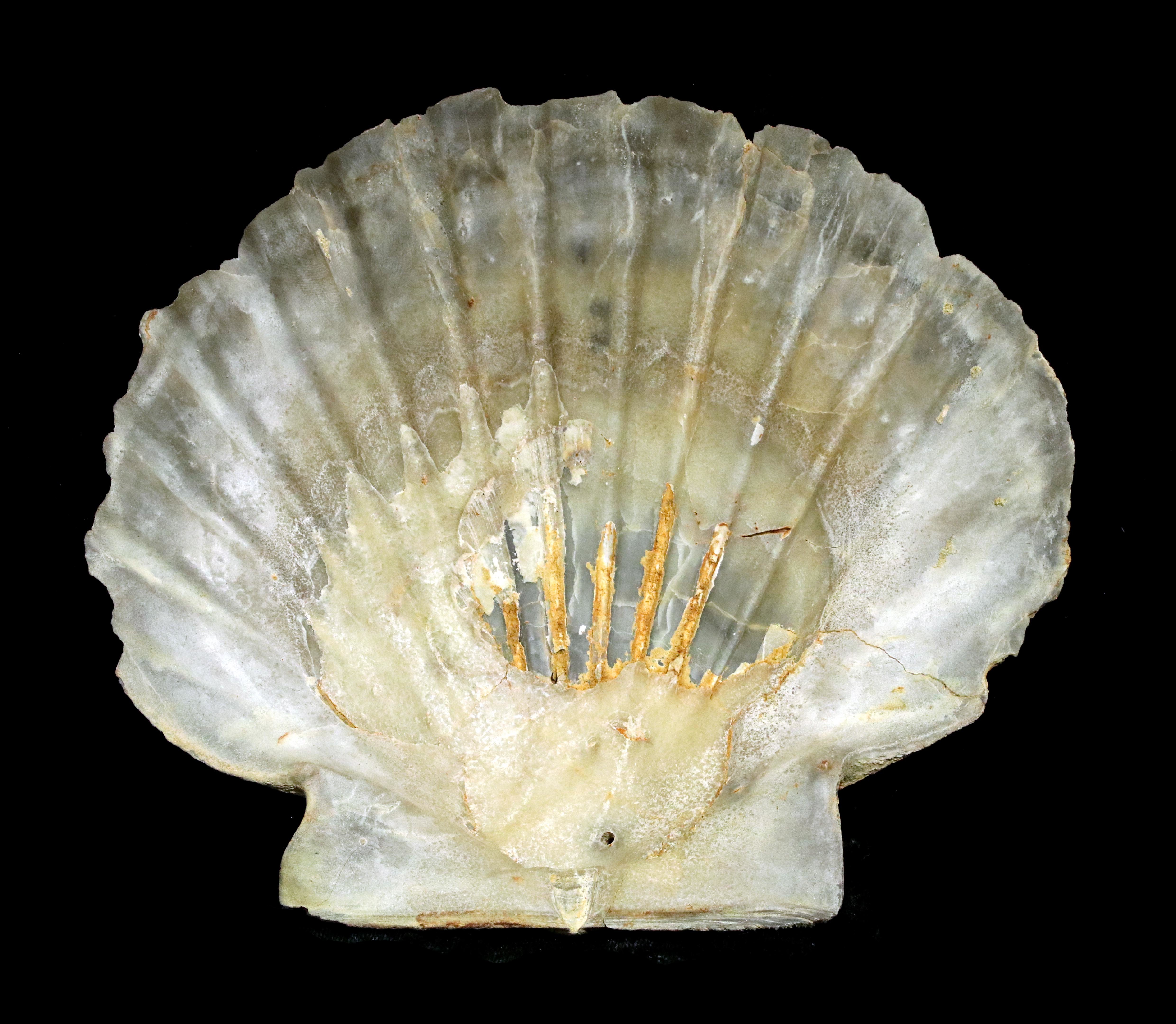 Scallop - Bivalves - The Fossil Forum