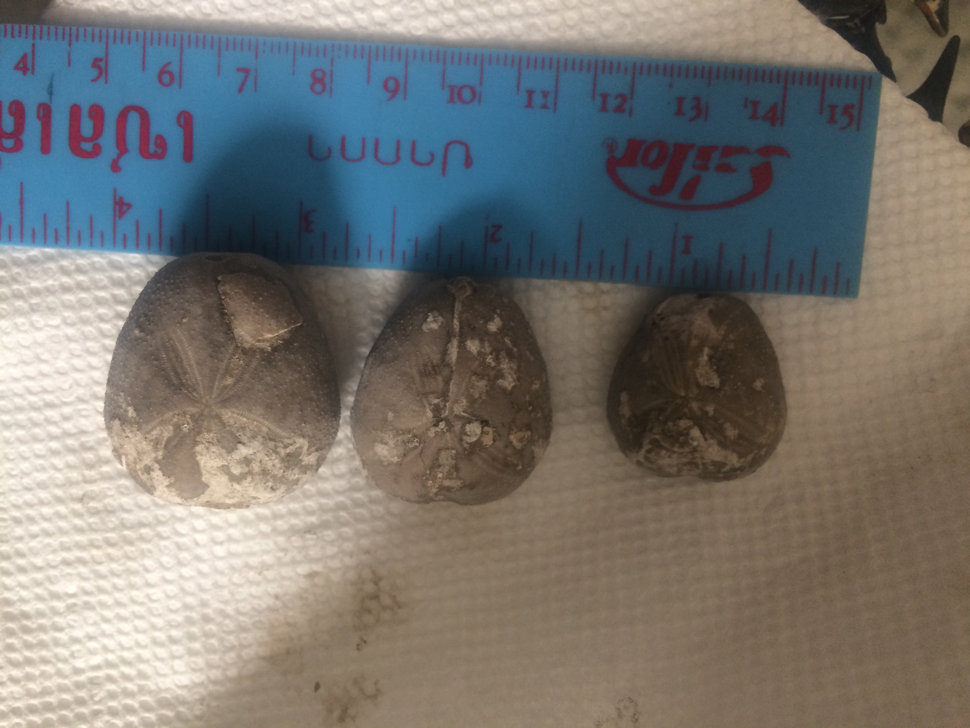 Echinoid ID - Fossil ID - The Fossil Forum