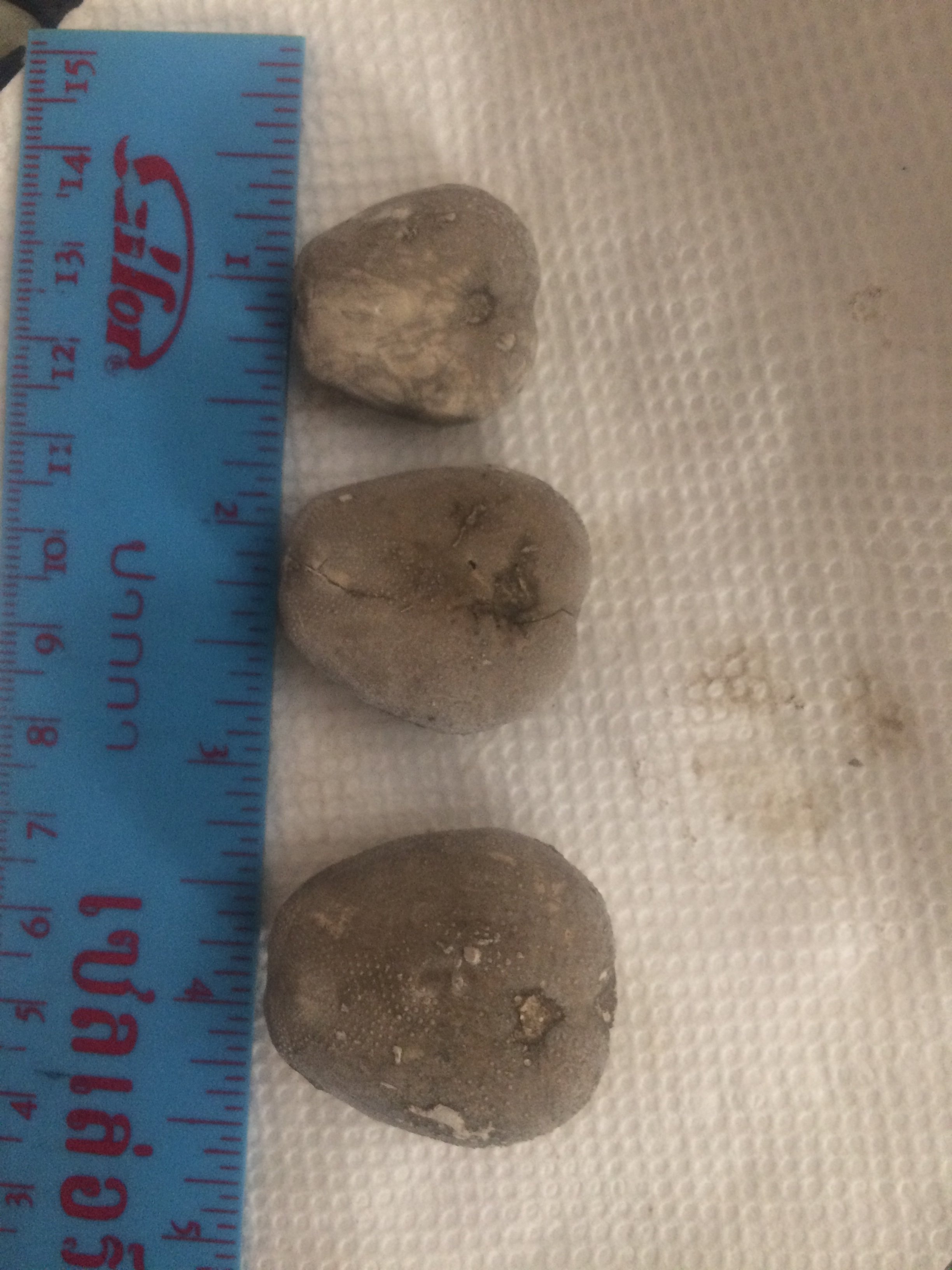 Echinoid ID - Fossil ID - The Fossil Forum
