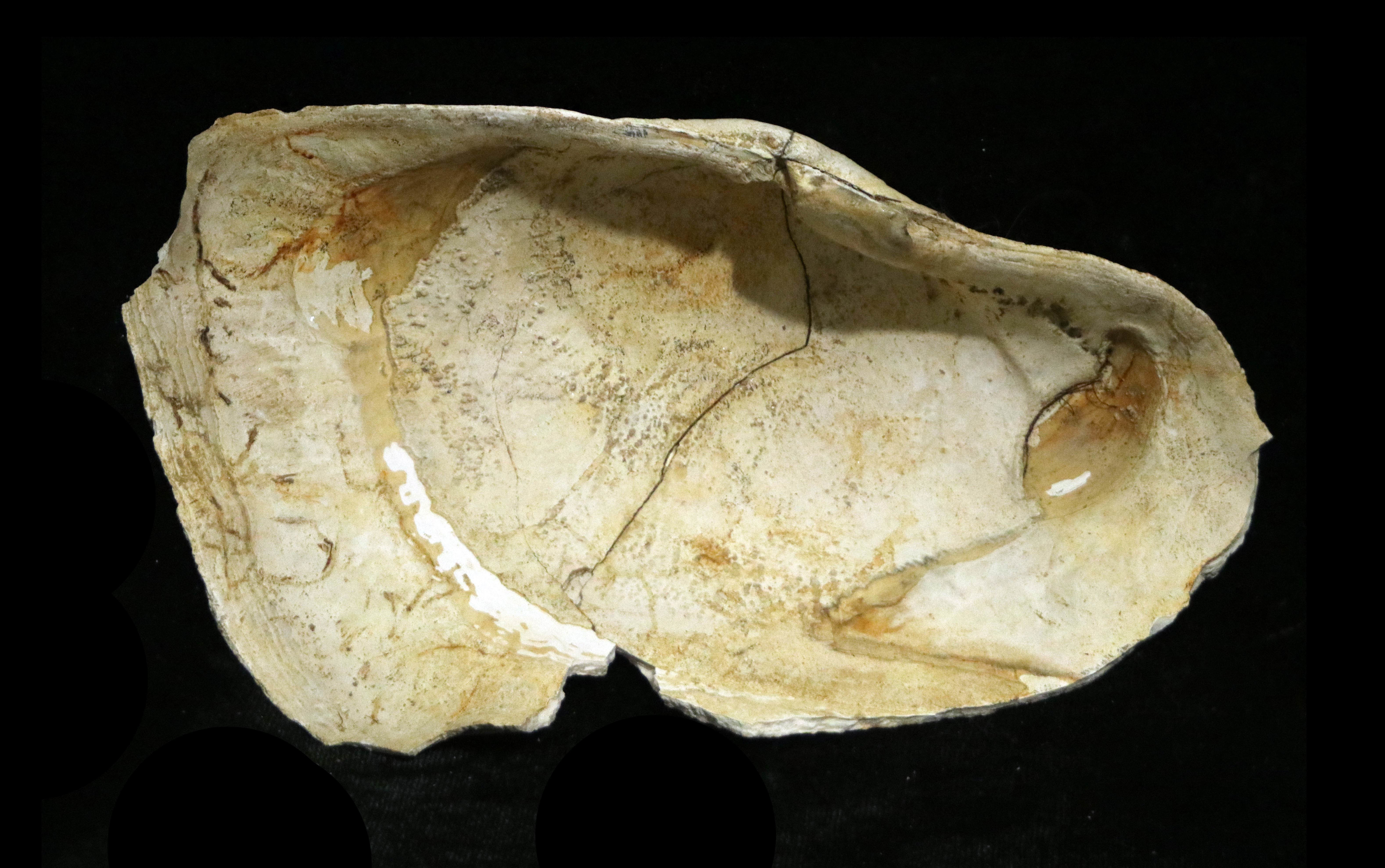 Geoduck Clam - Bivalves - The Fossil Forum