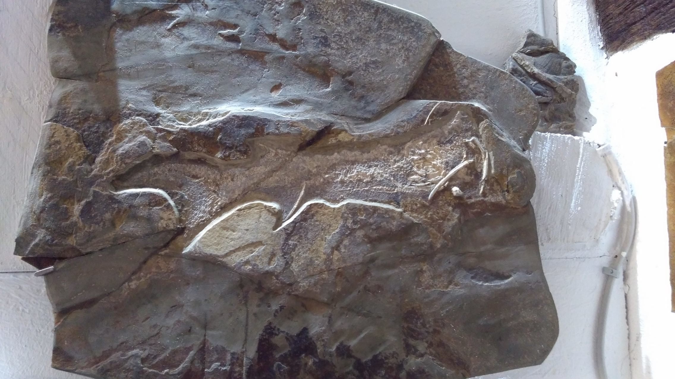 Acanthodes boyi - Sharks & Rays - The Fossil Forum